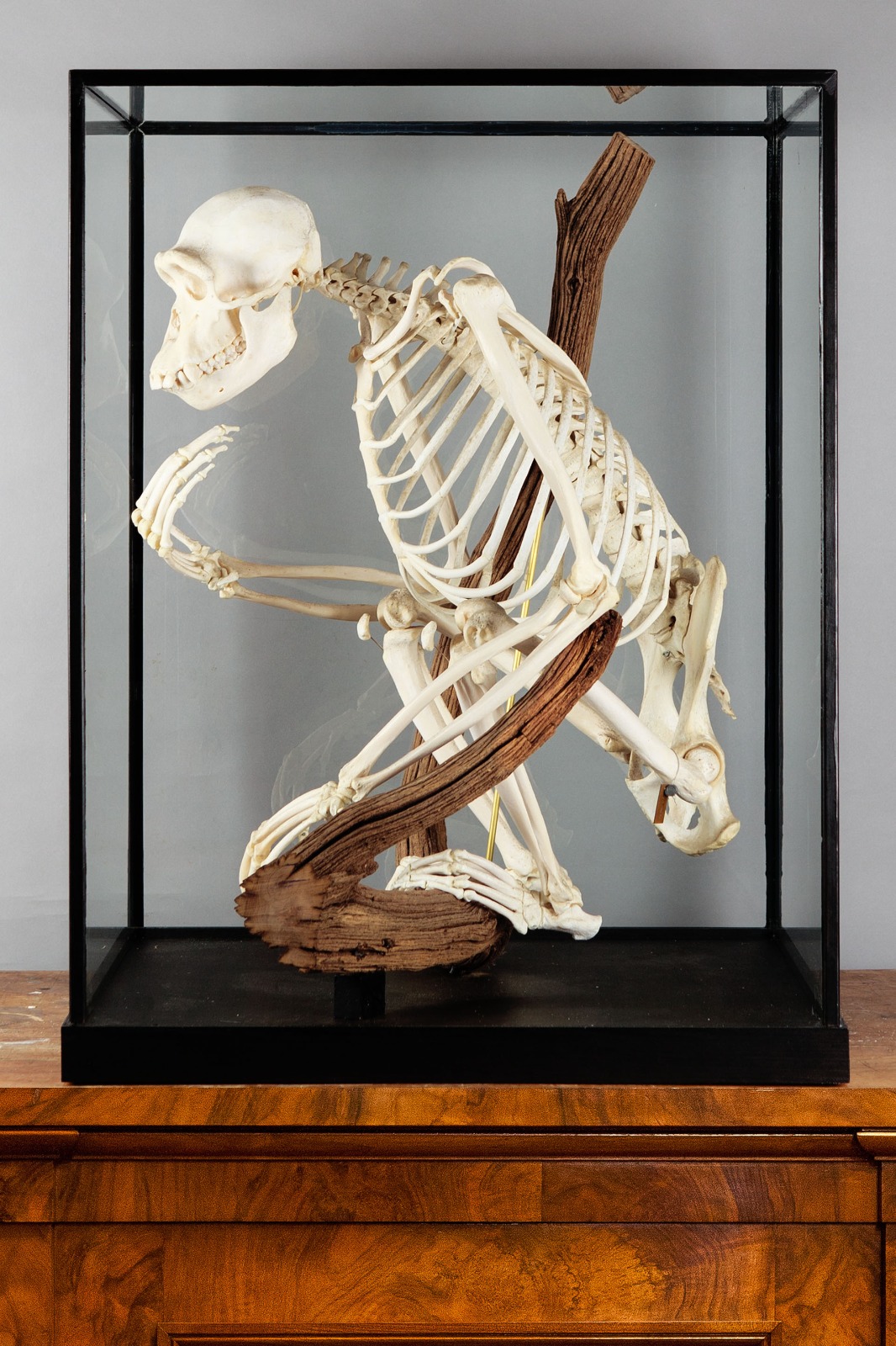 Taxidermy Skeleton Of A Chimpanzee