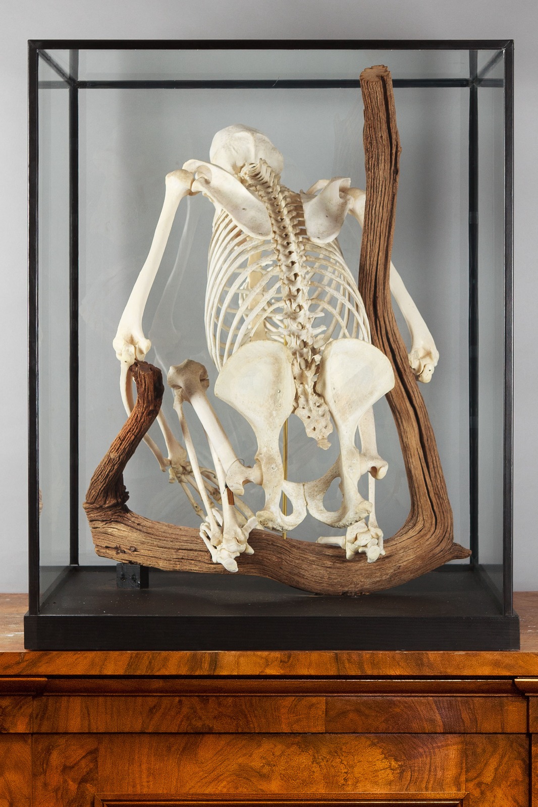 Taxidermy Skeleton Of A Chimpanzee