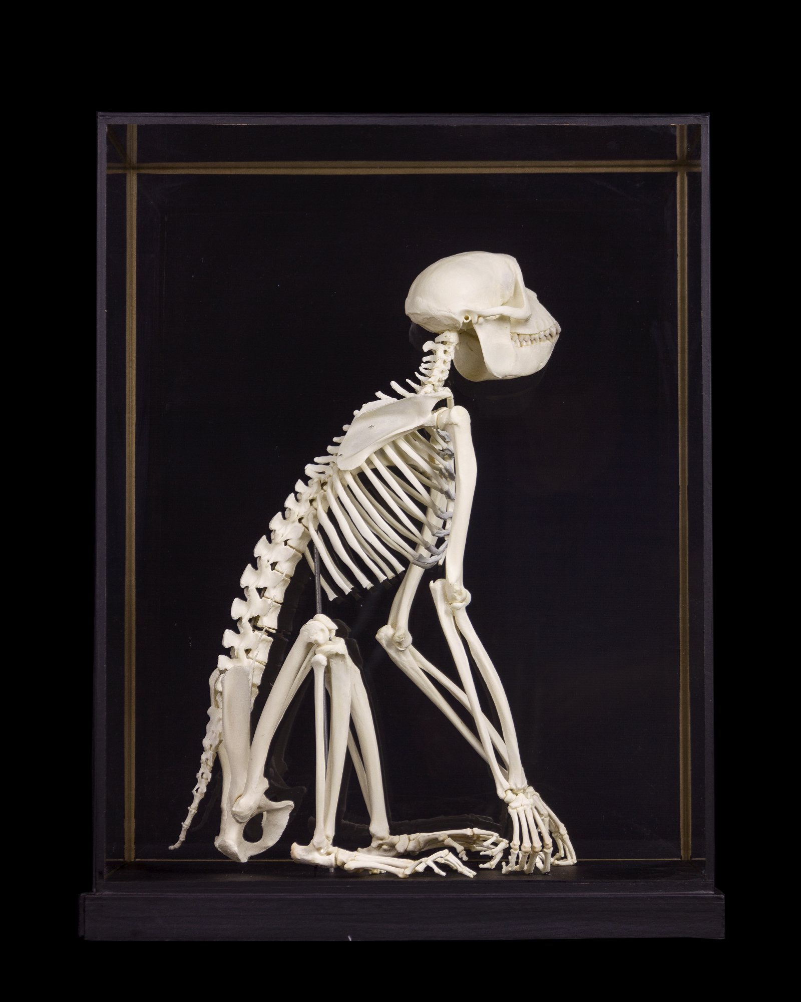Snow monkey skeleton