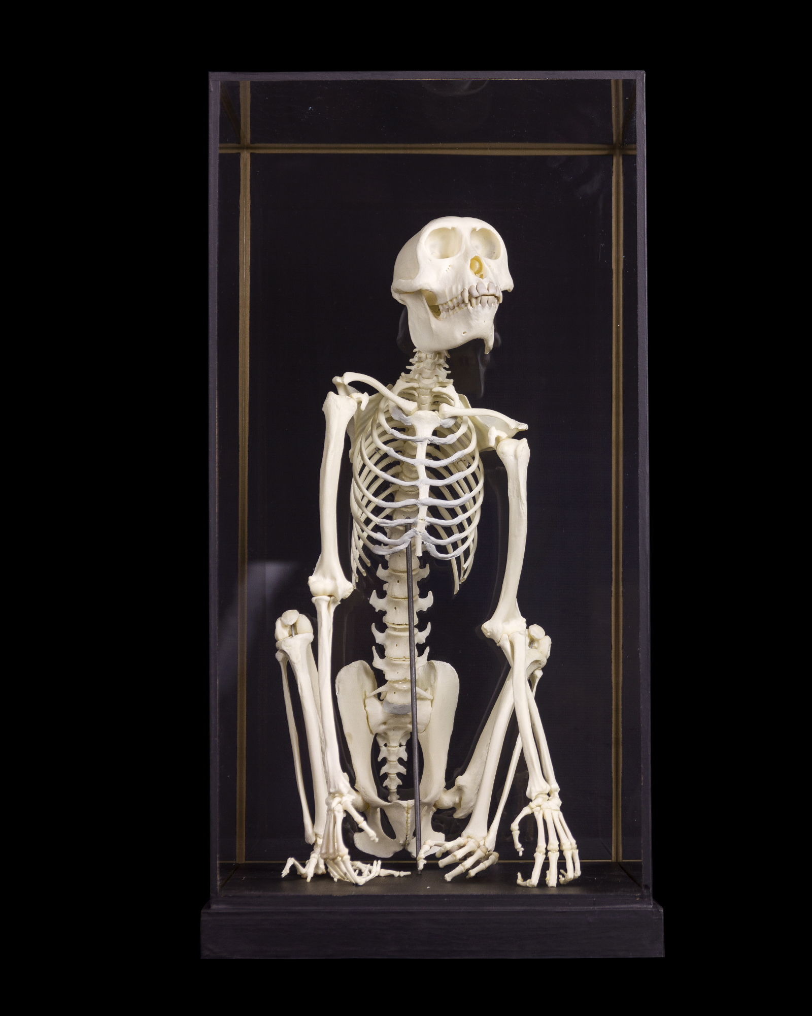 Snow monkey skeleton