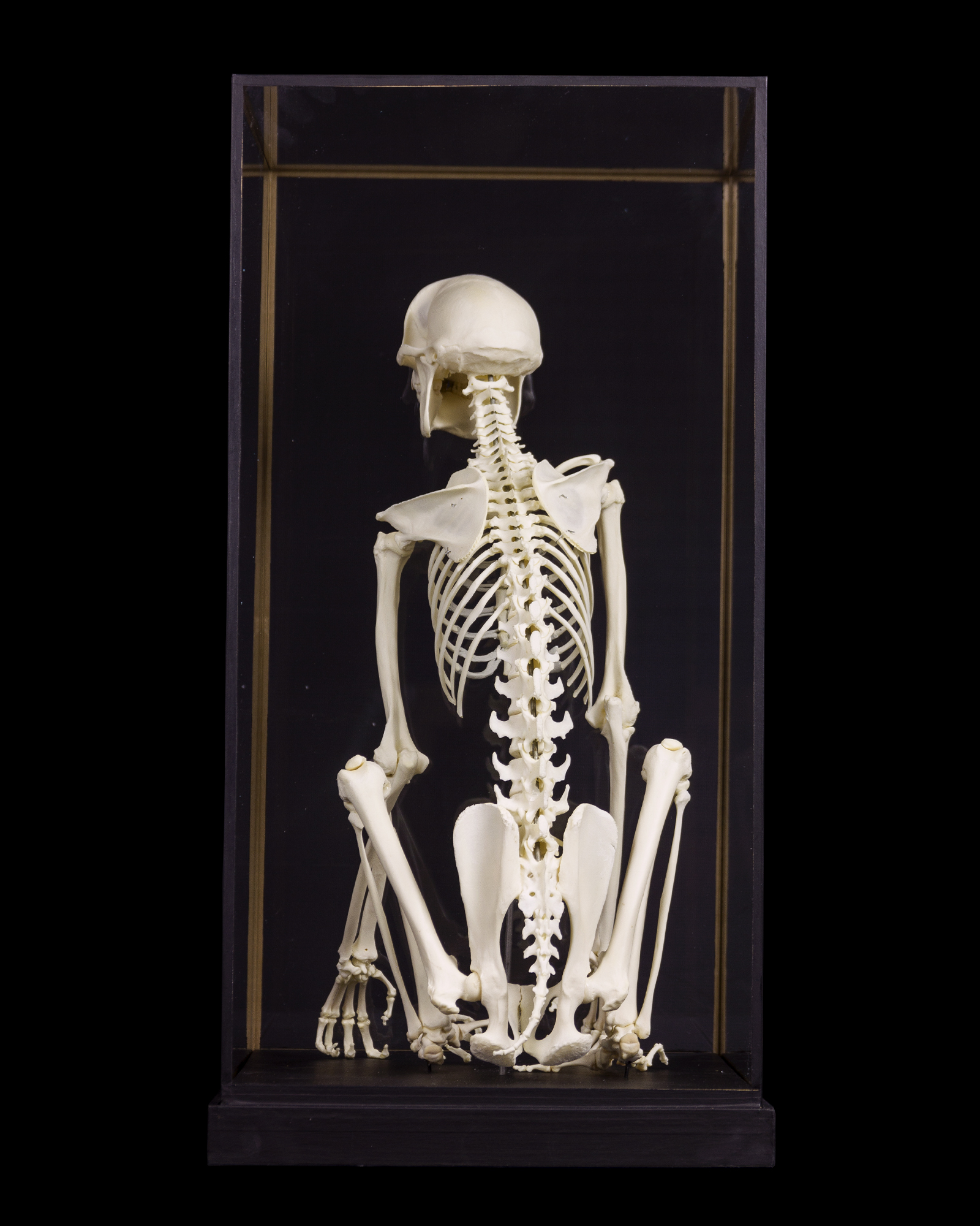 Snow monkey skeleton