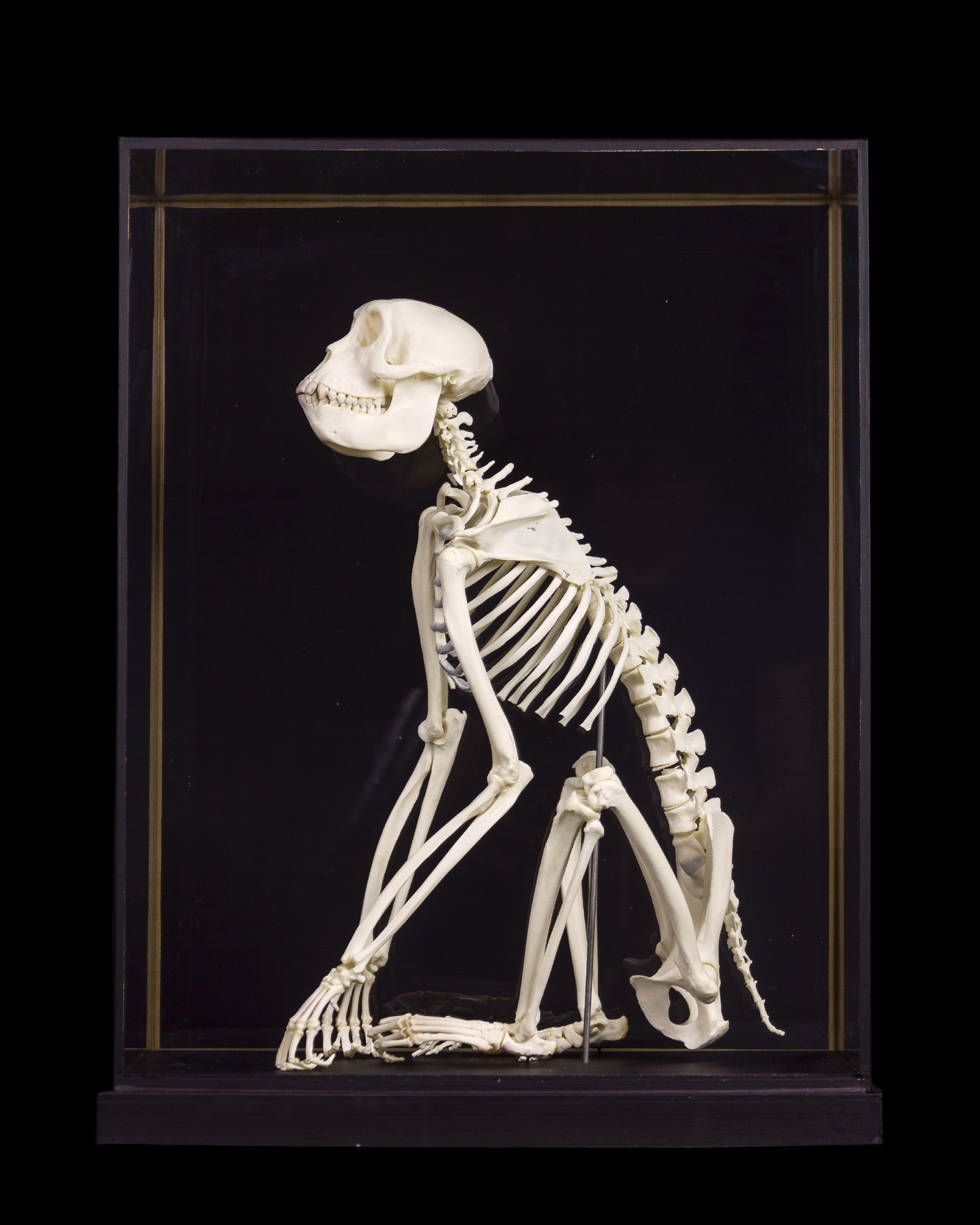 Snow monkey skeleton