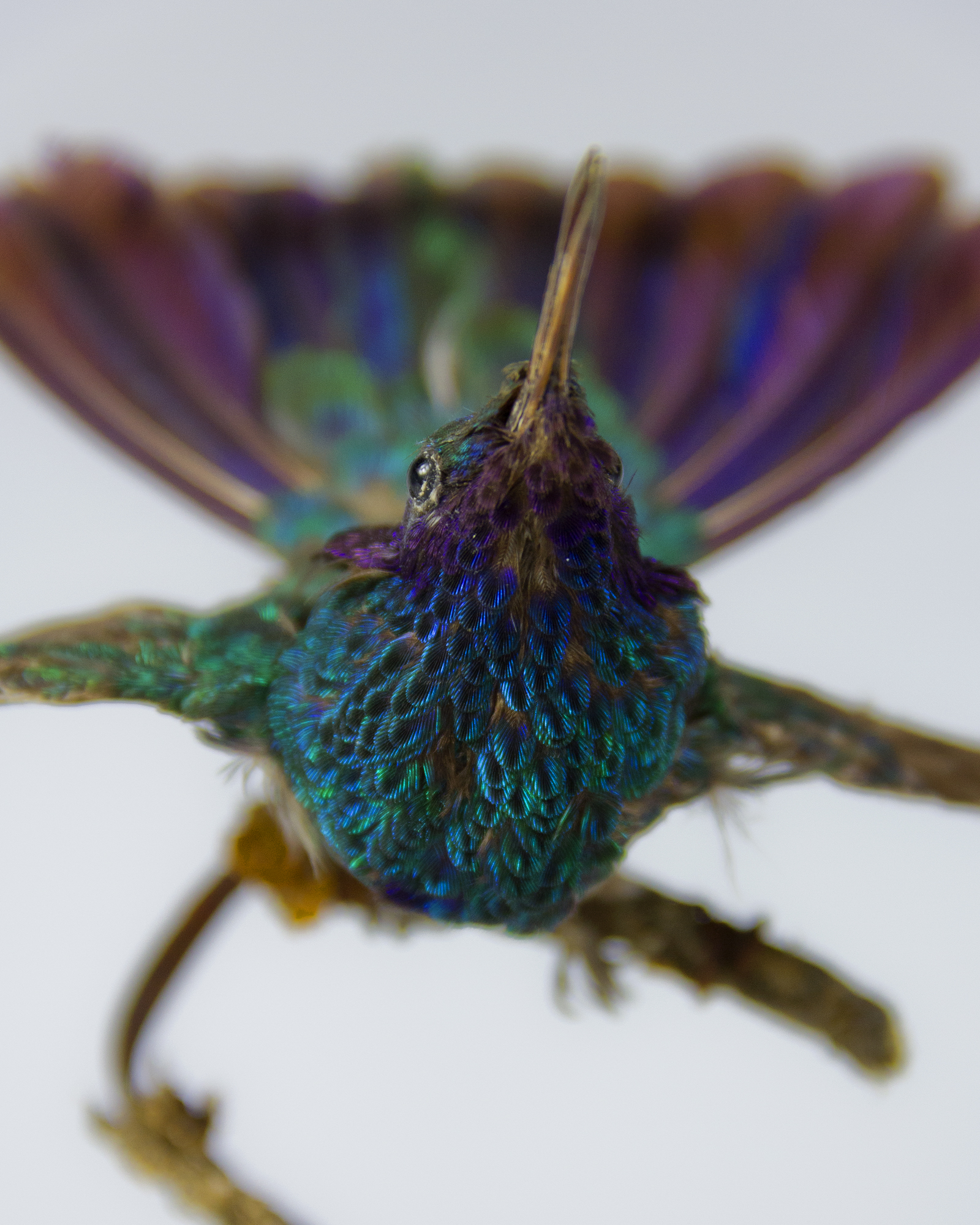 Taxidermy Sparkling Violetear