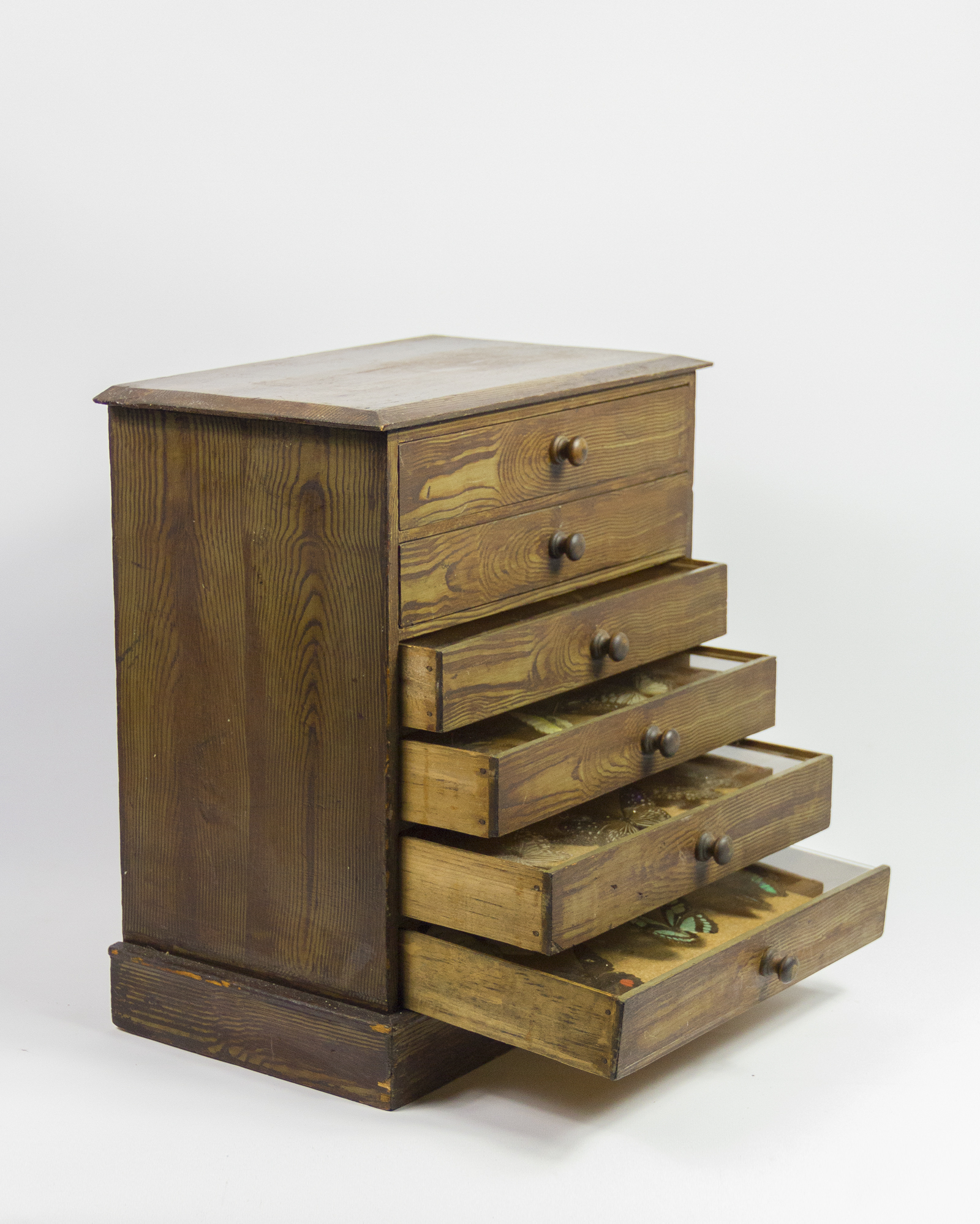 Taxidermy Entomology Cabinet