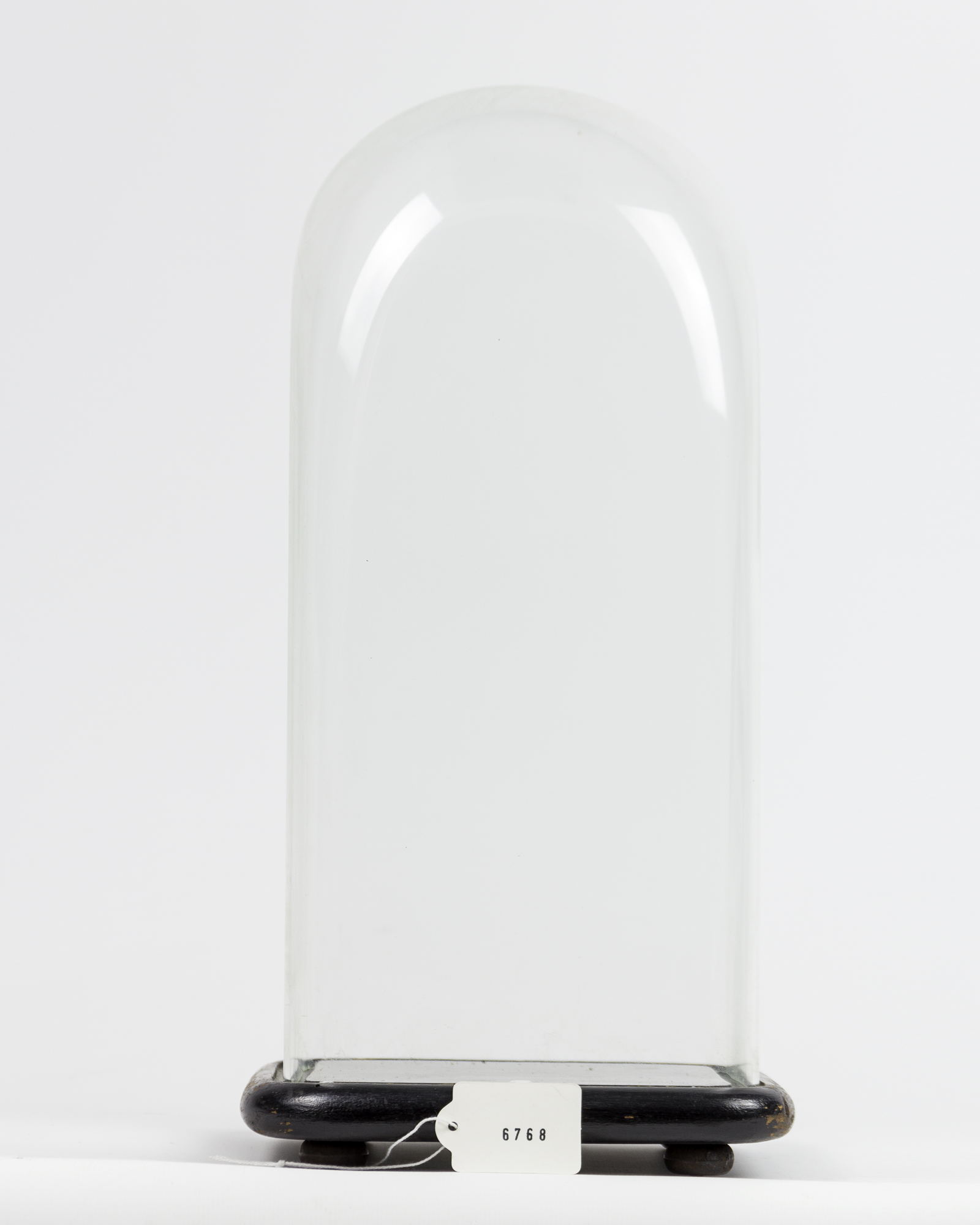 Taxidermy Square Glass Dome