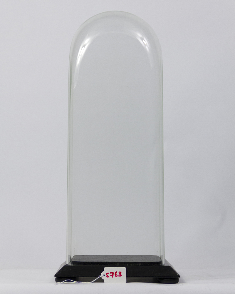 Taxidermy Square Glass Dome