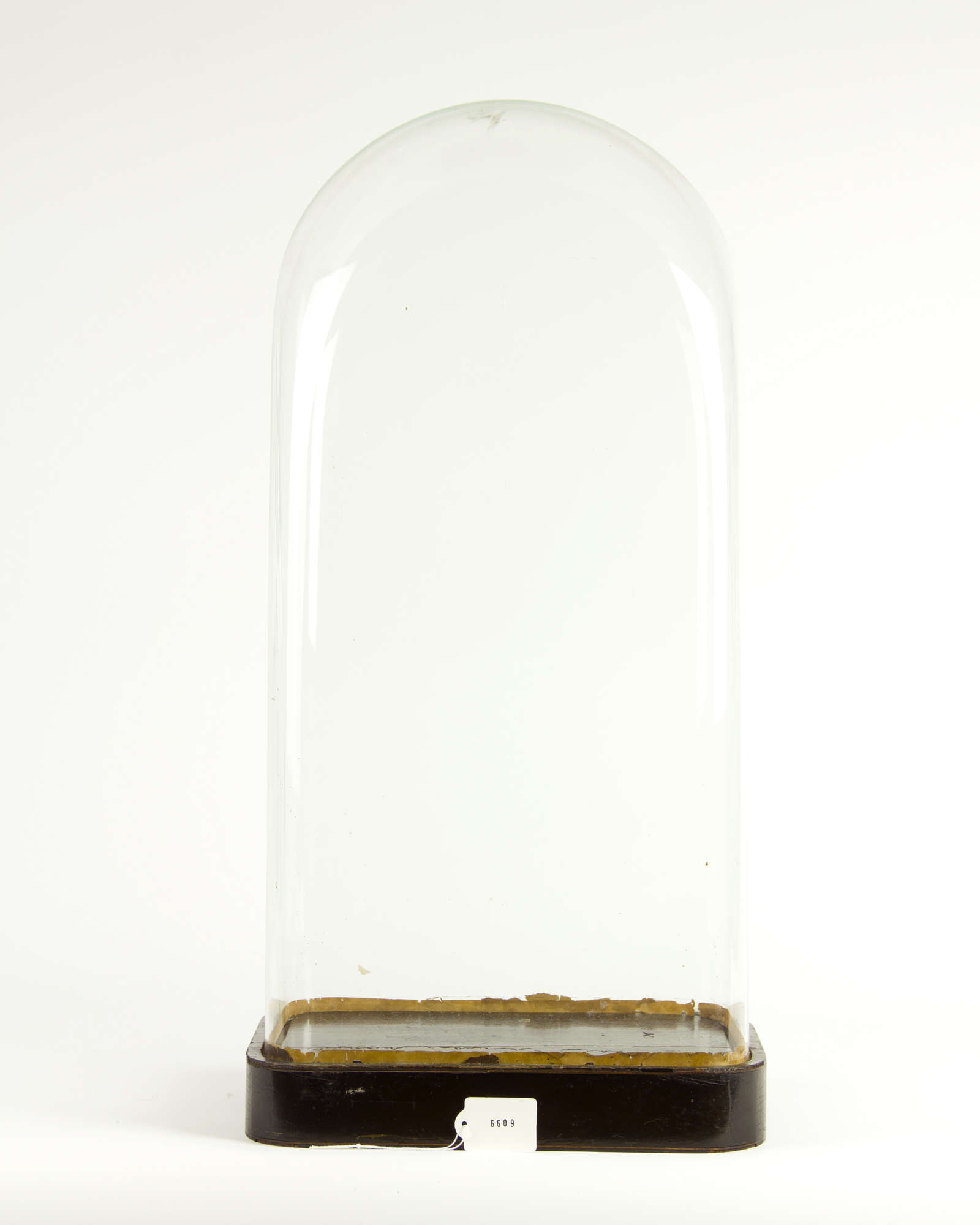 Taxidermy Square Glass Dome