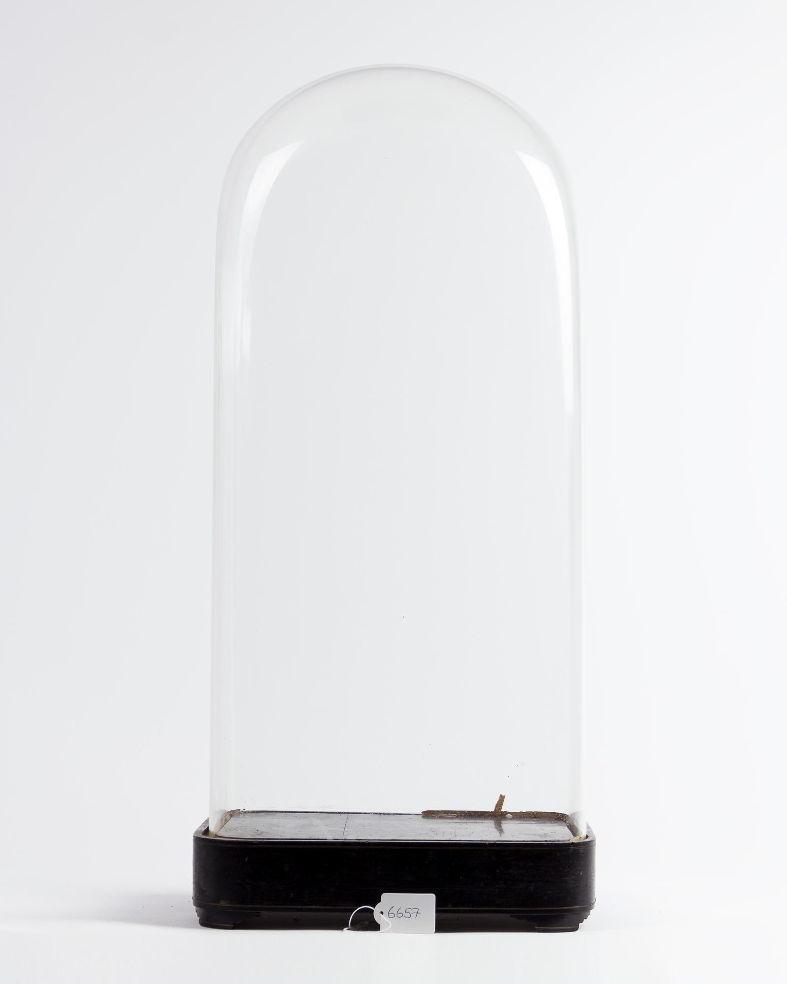 Taxidermy Square Glass Dome