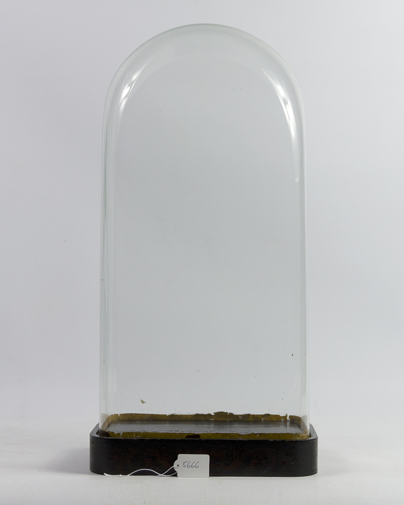 Taxidermy Square Sided Glass Dome