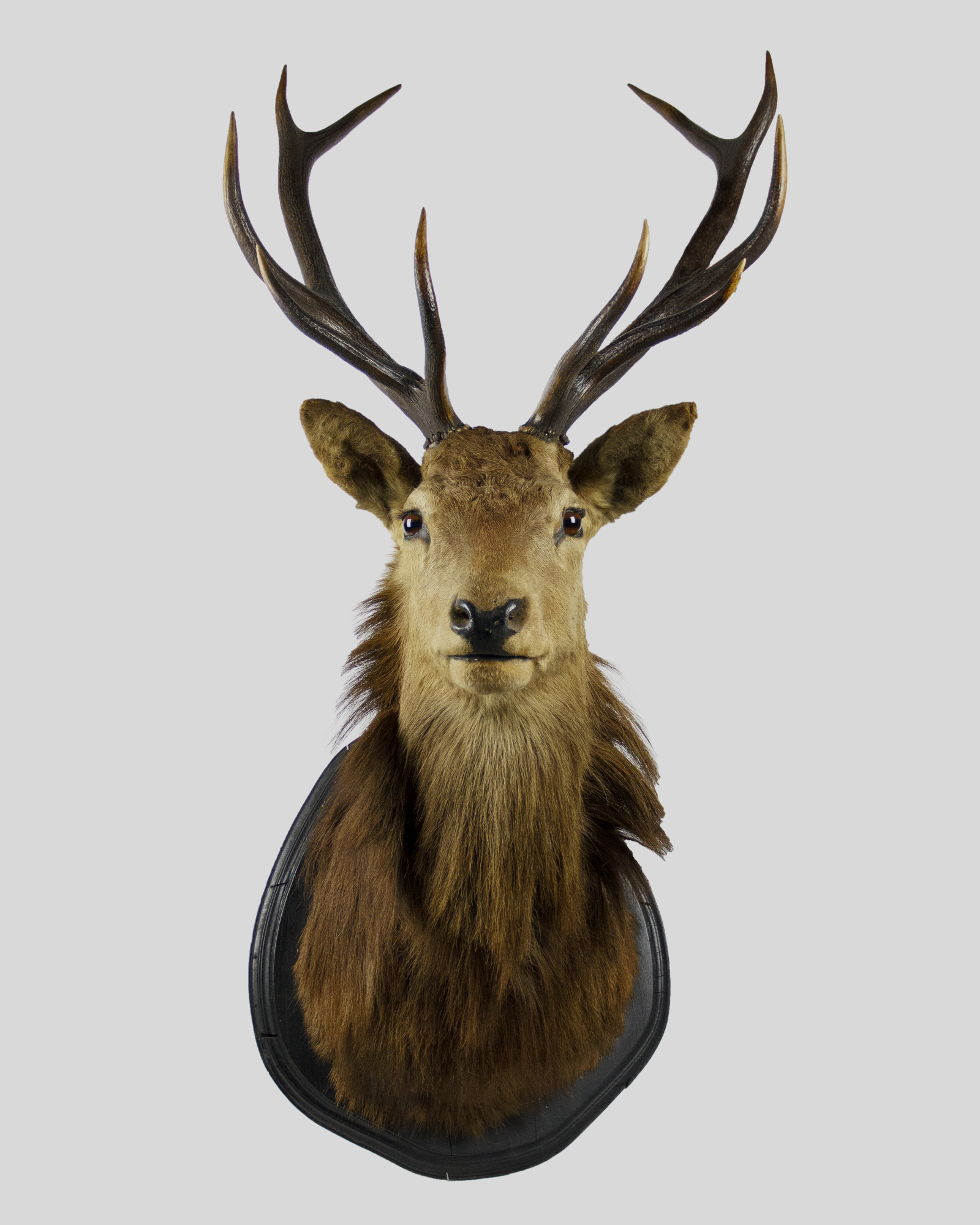 Taxidermy stag head