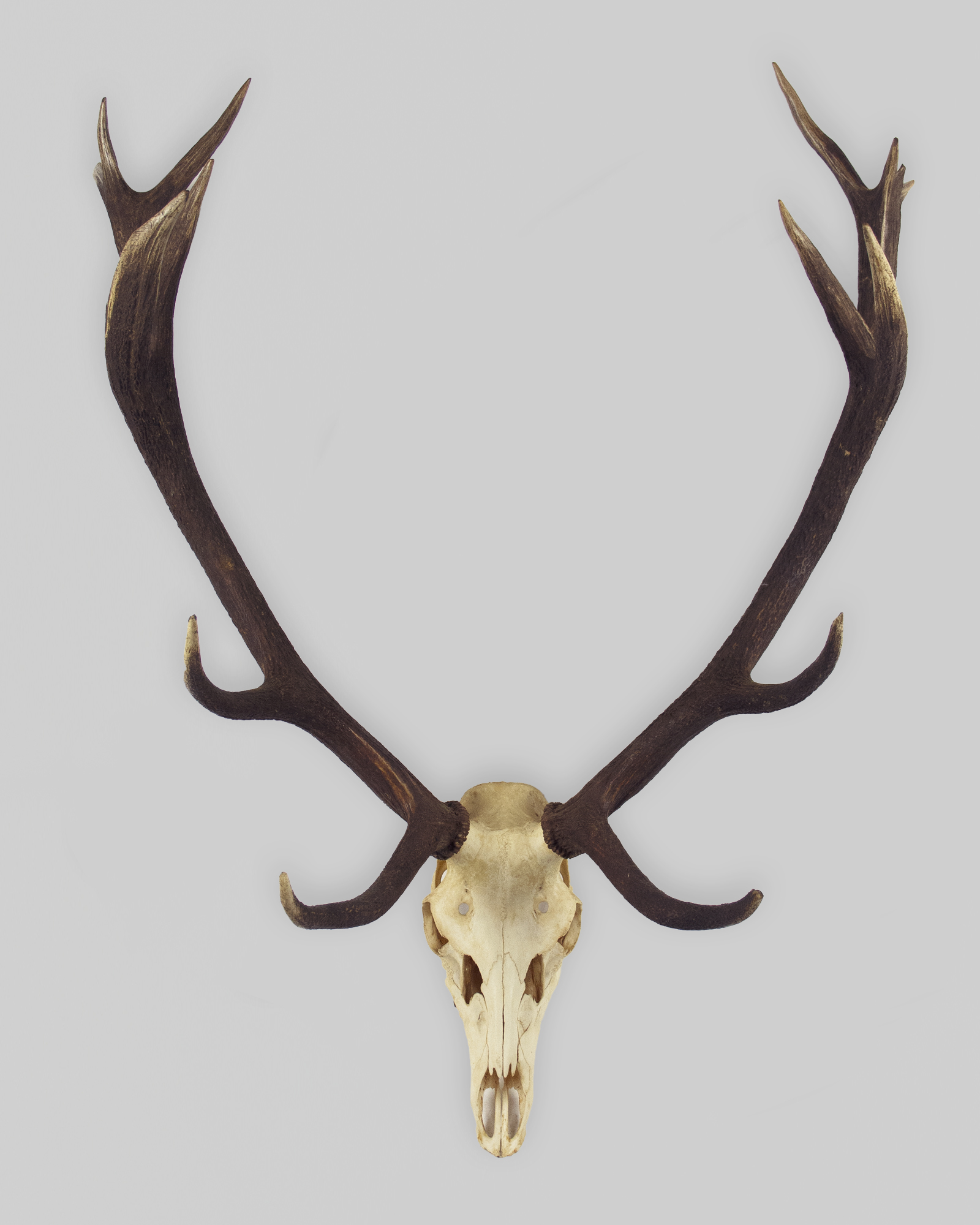 Taxidermy Red Stag Skull and antlers