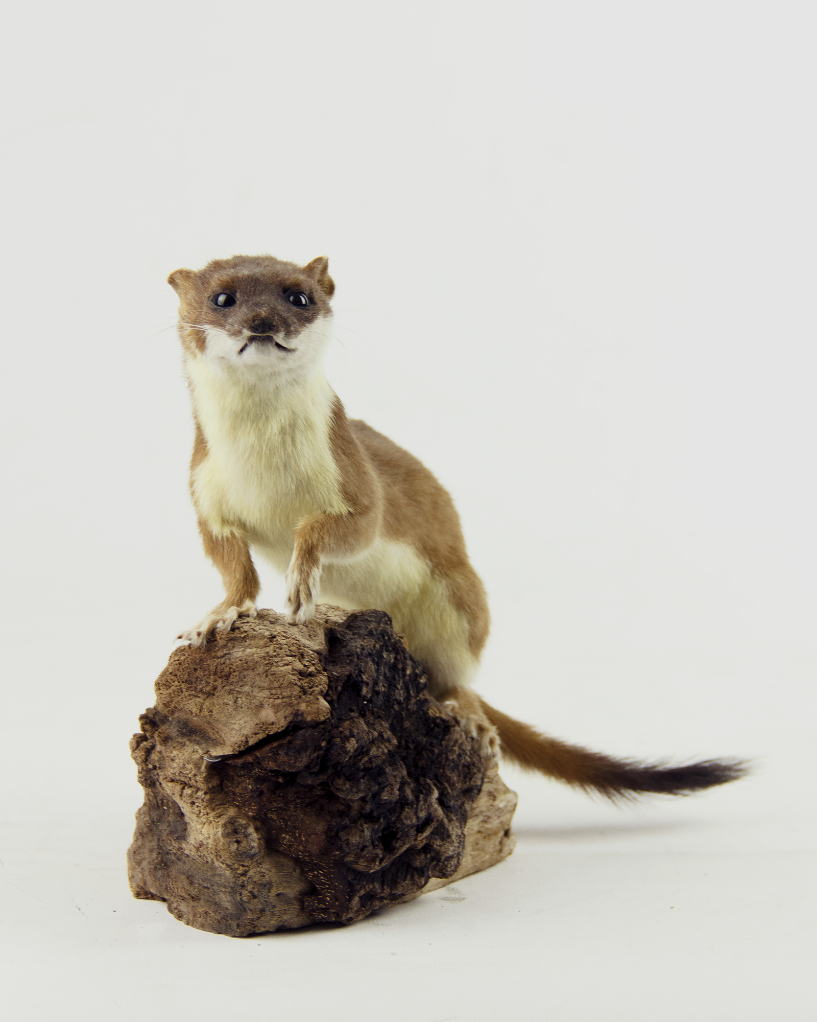 Taxidermy Stoat
