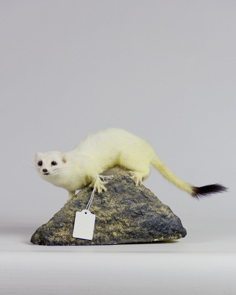 Taxidermy Stoat