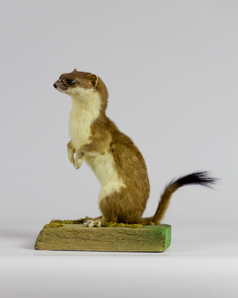 Taxidermy Stoat