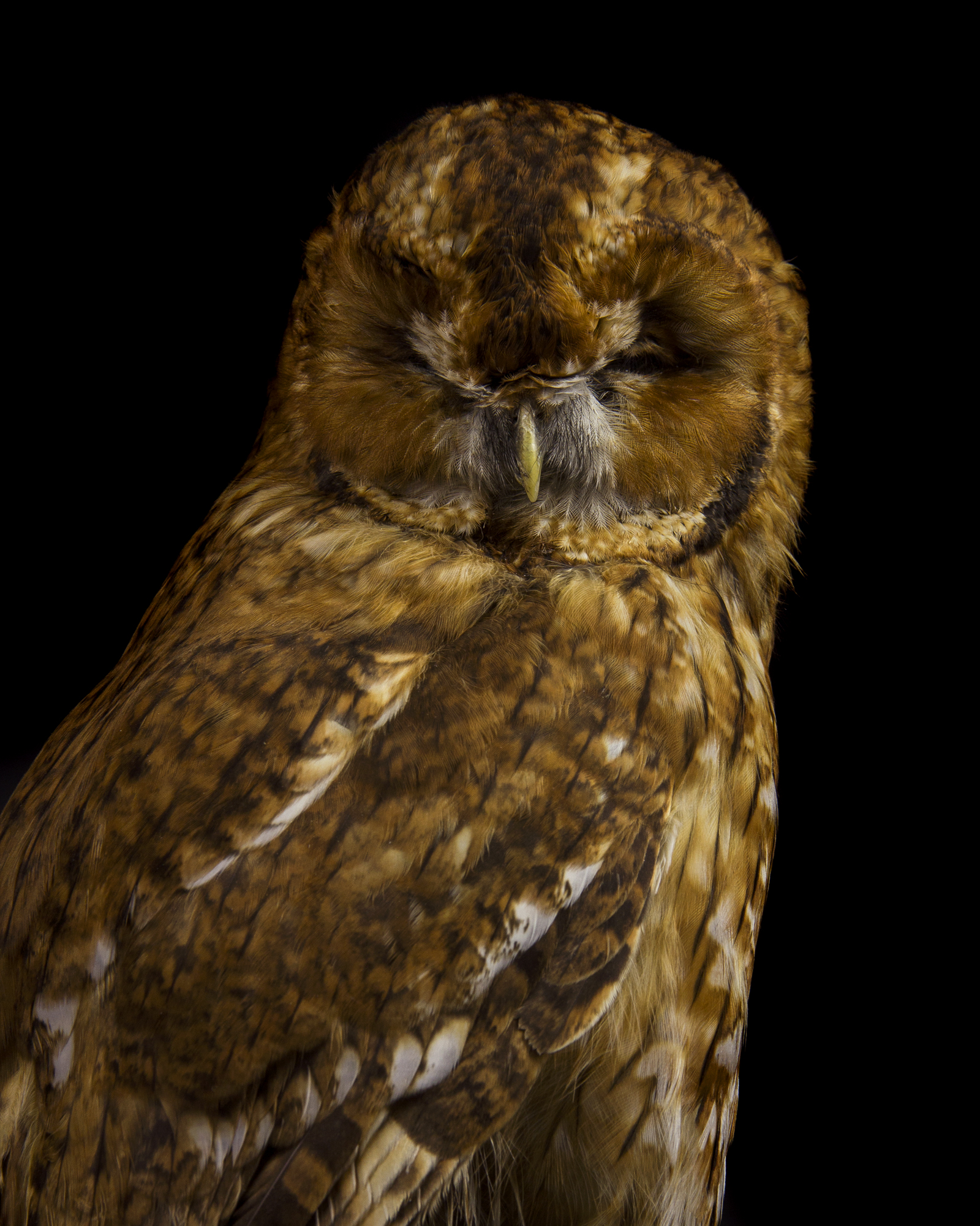 Taxidermy Tawny Owl