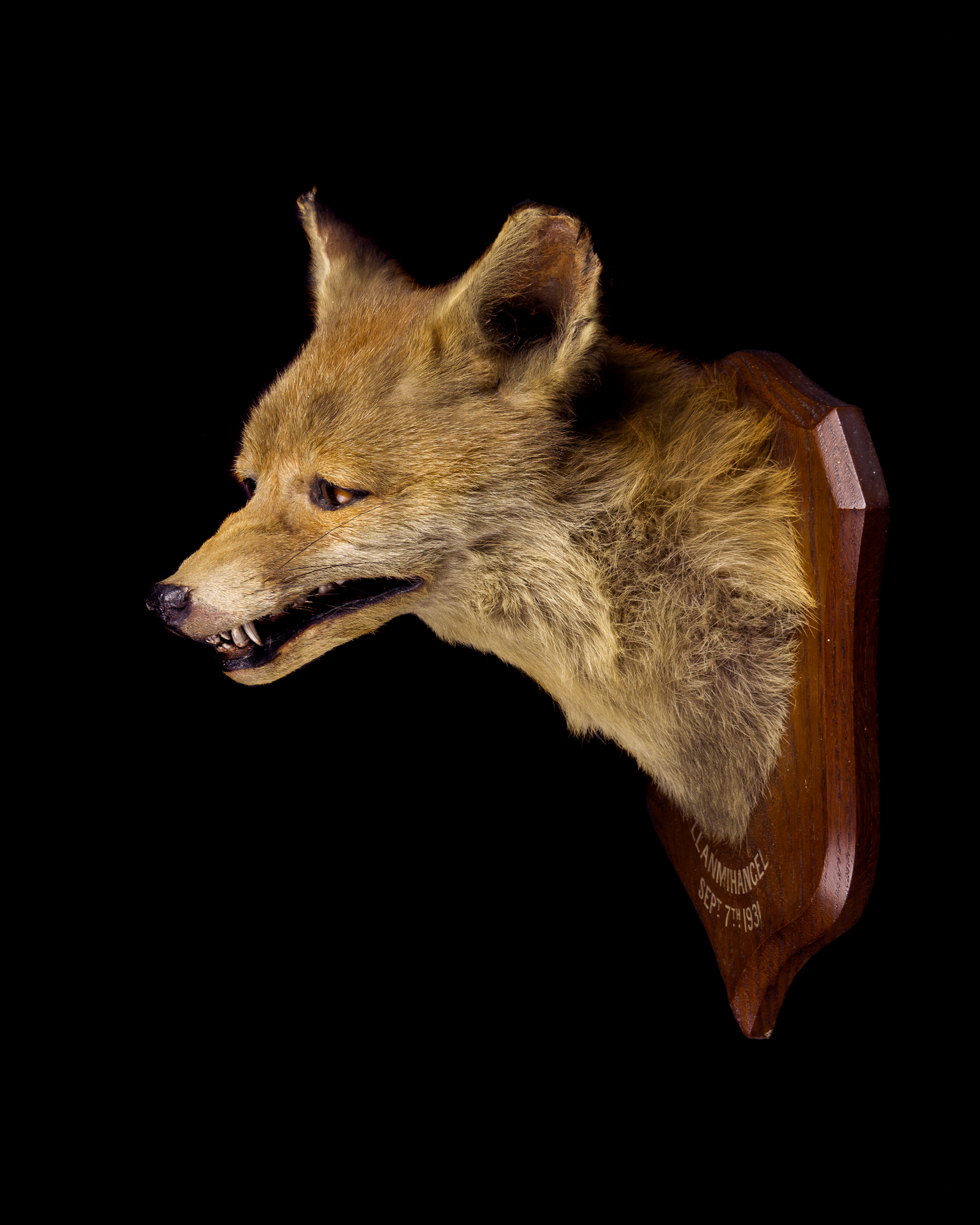 Taxidermy. Fox Mask by Peter Spicer and Sons