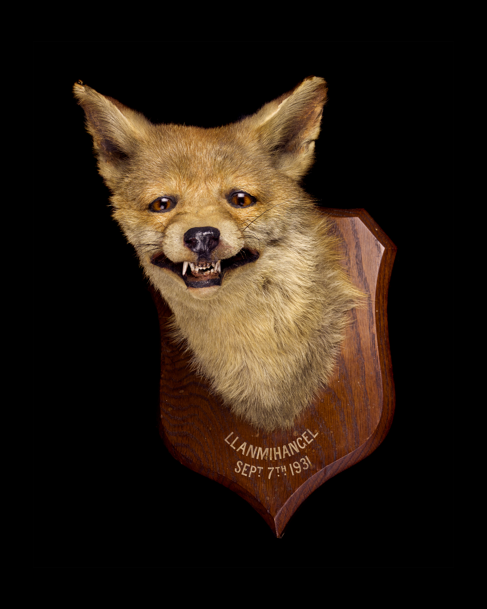 Taxidermy. Fox Mask by Peter Spicer and Sons