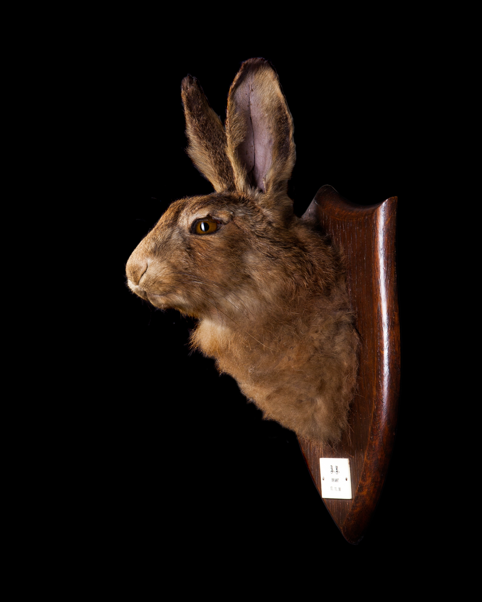 Taxidermy Hare Mask by P. Spicer & Sons. A.B. BRIANT 17. 11. 56.