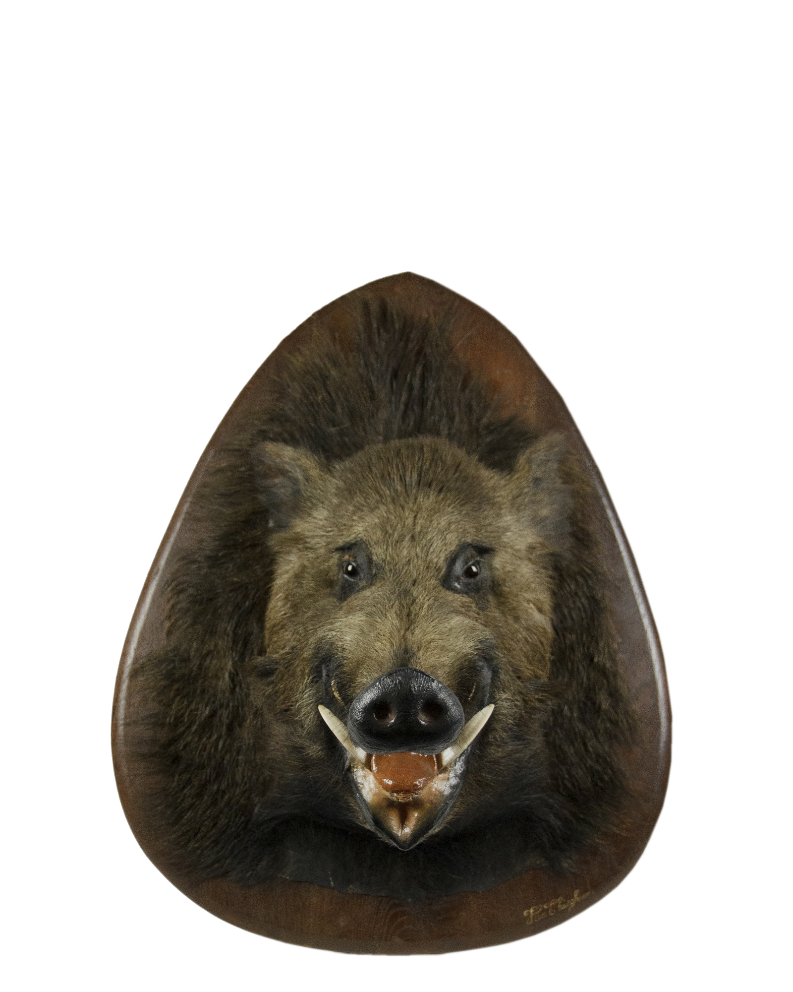 Taxidermy. The Head of a Wild Boar