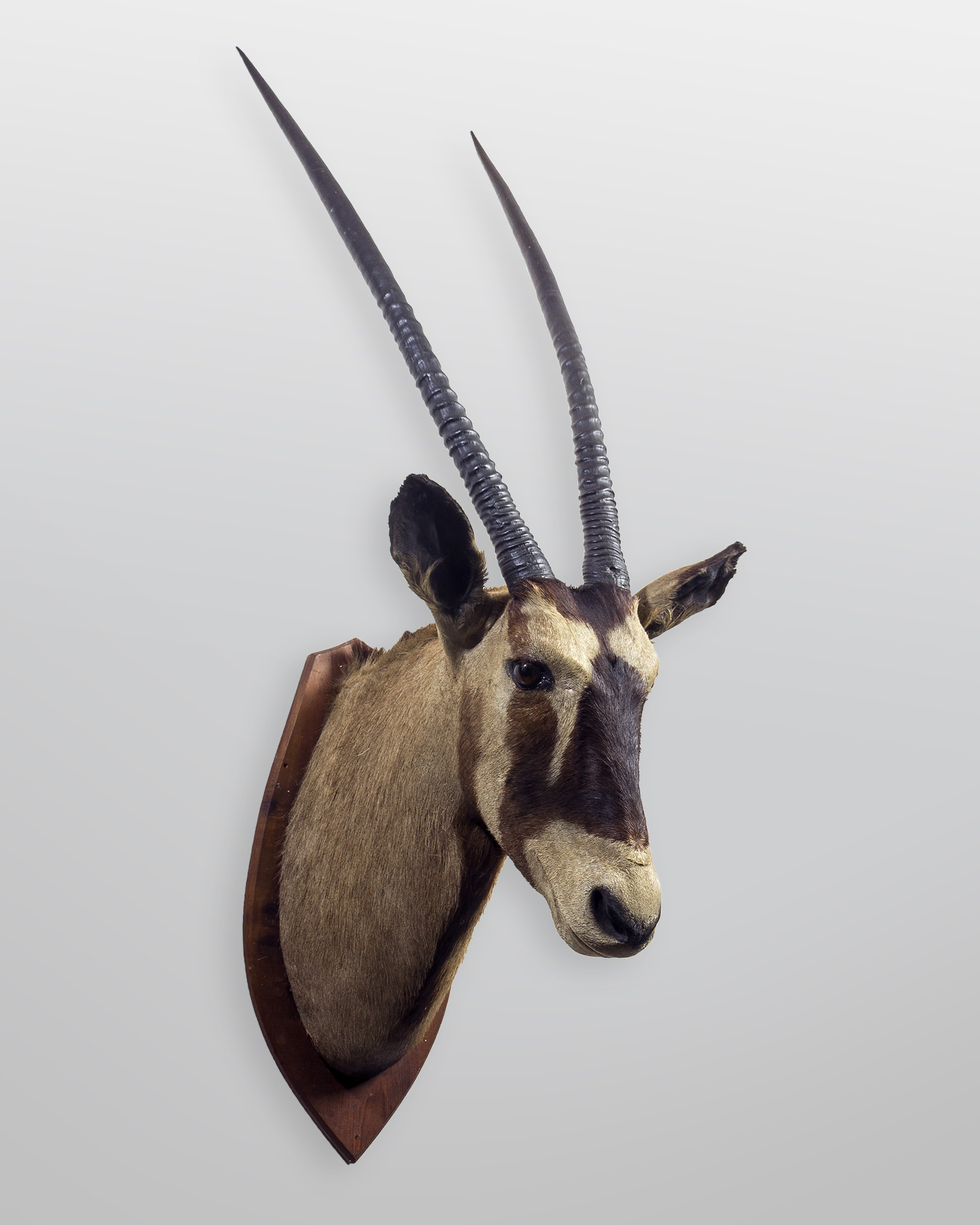 Taxidermy Gemsbok Trophy