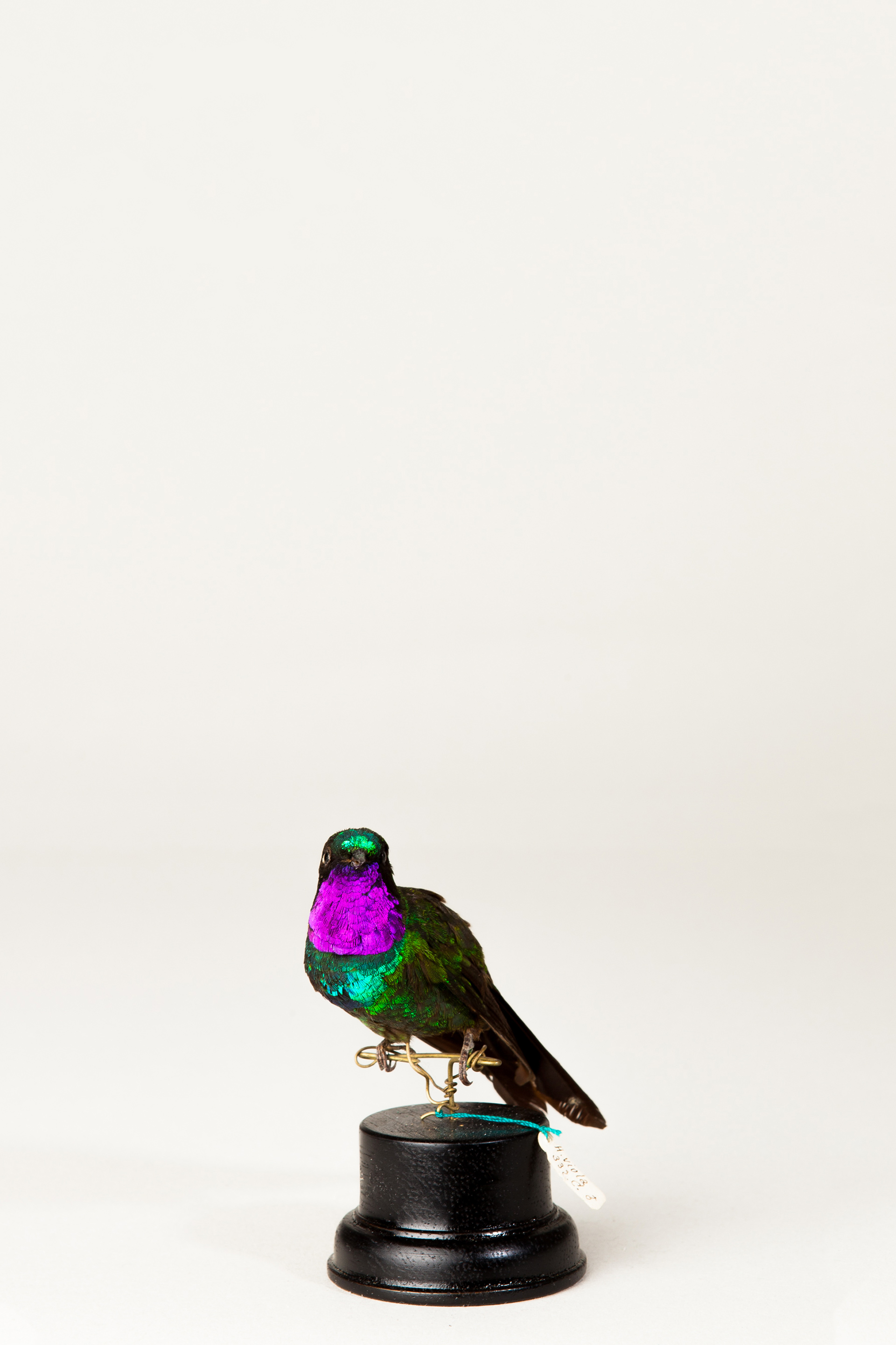 Taxidermy Purple-throated sunangel