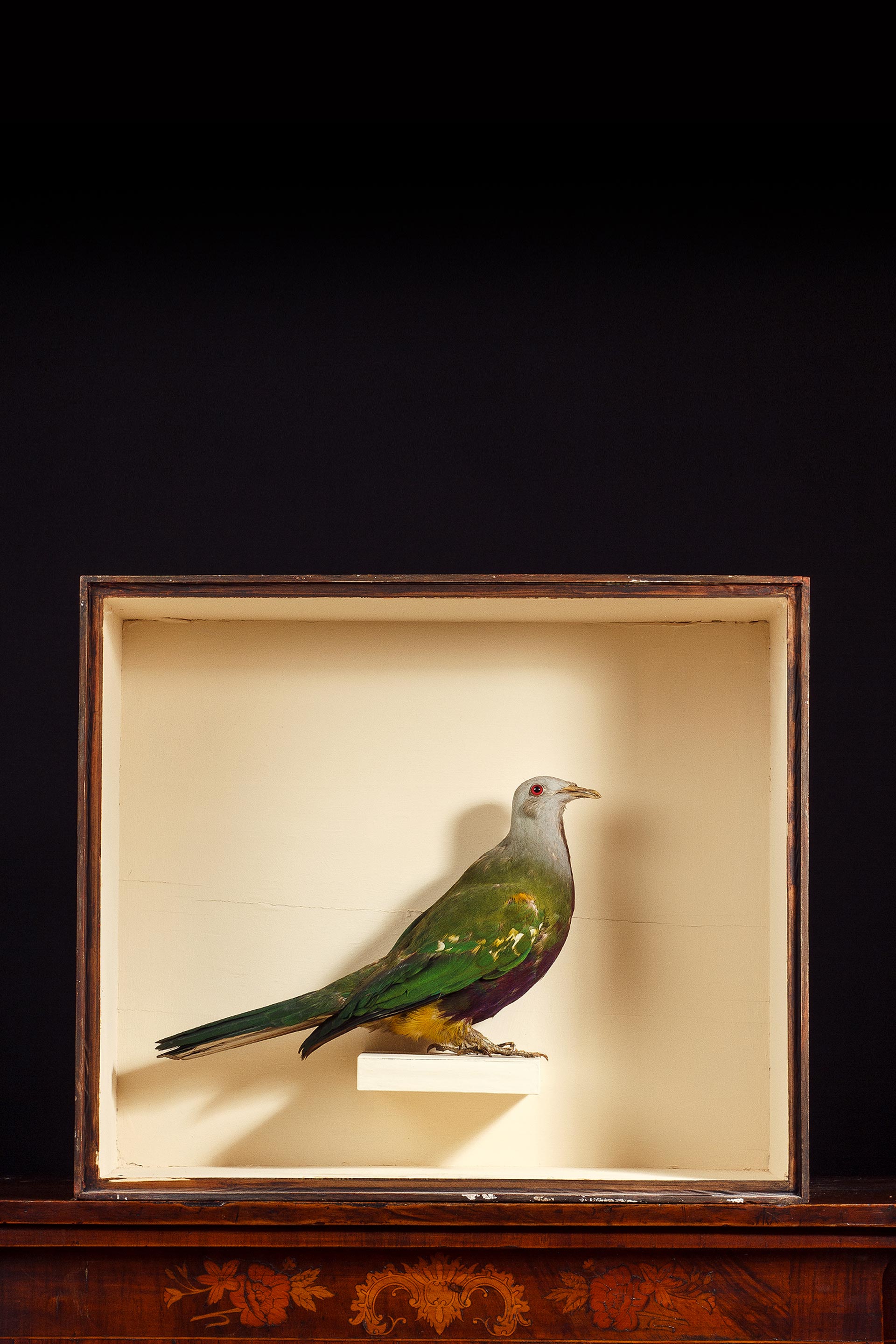 Taxidermy Wompoo Fruit Pigeon