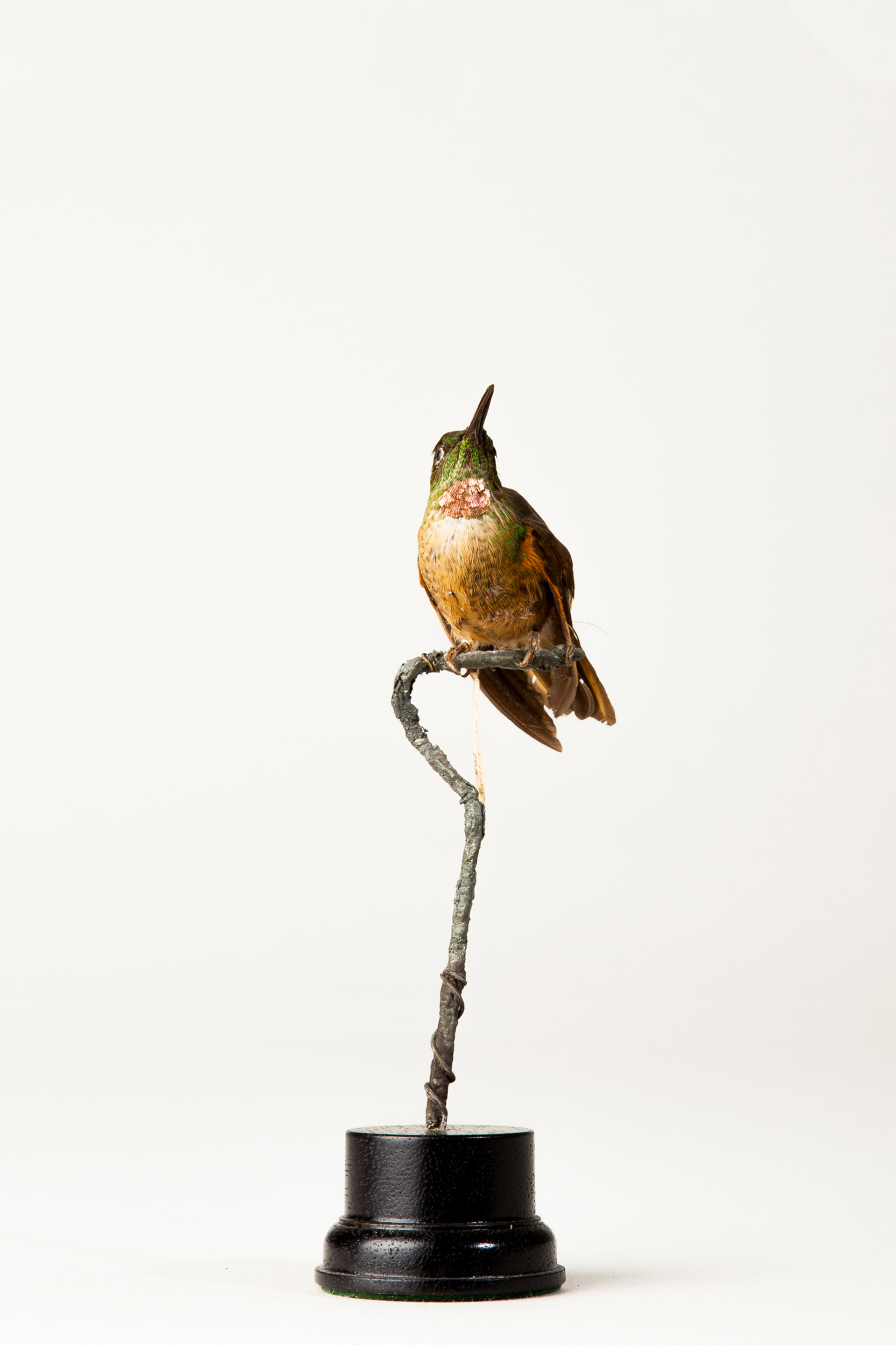 Taxidermy Tooth-billed hummingbird