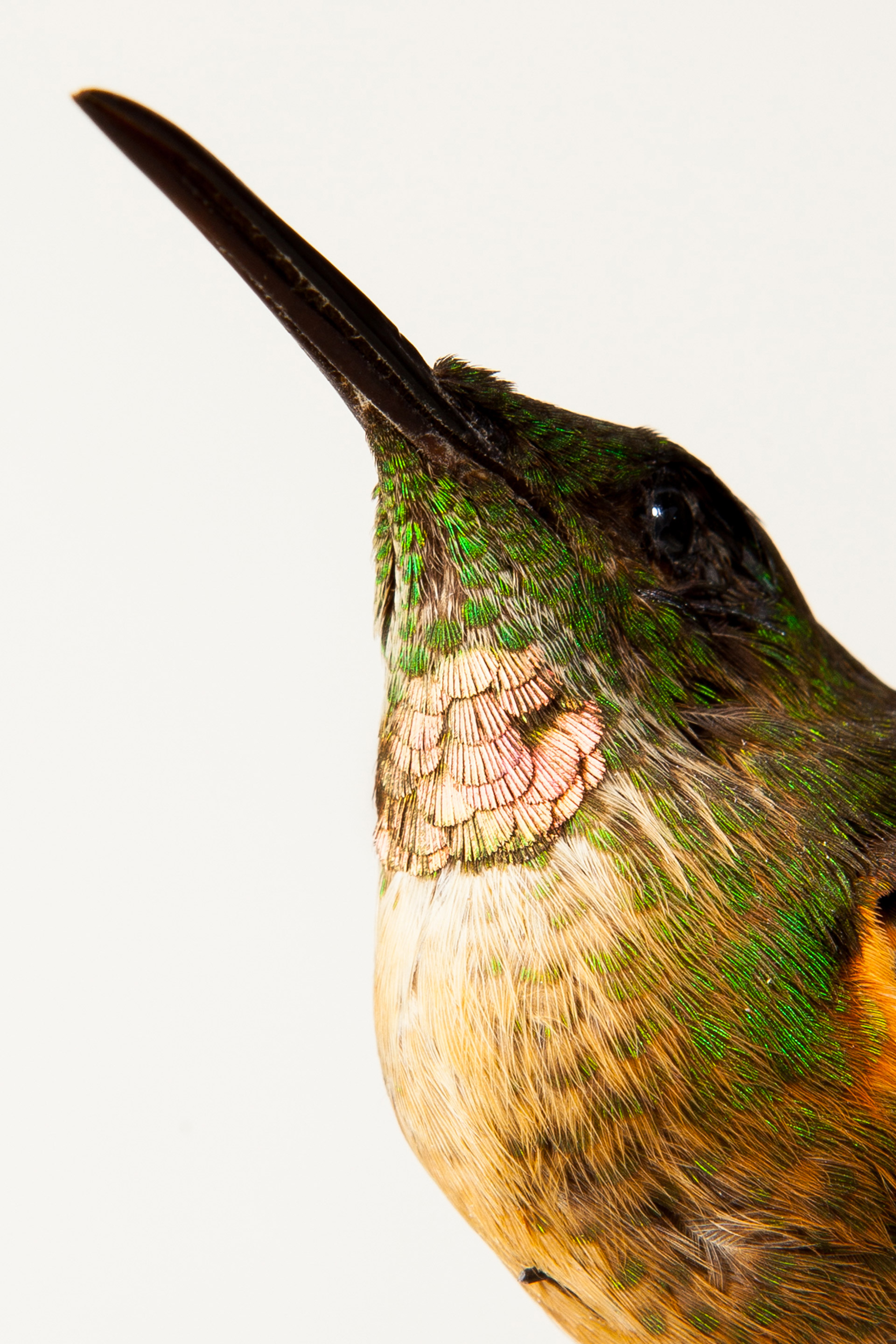Taxidermy Tooth-billed hummingbird
