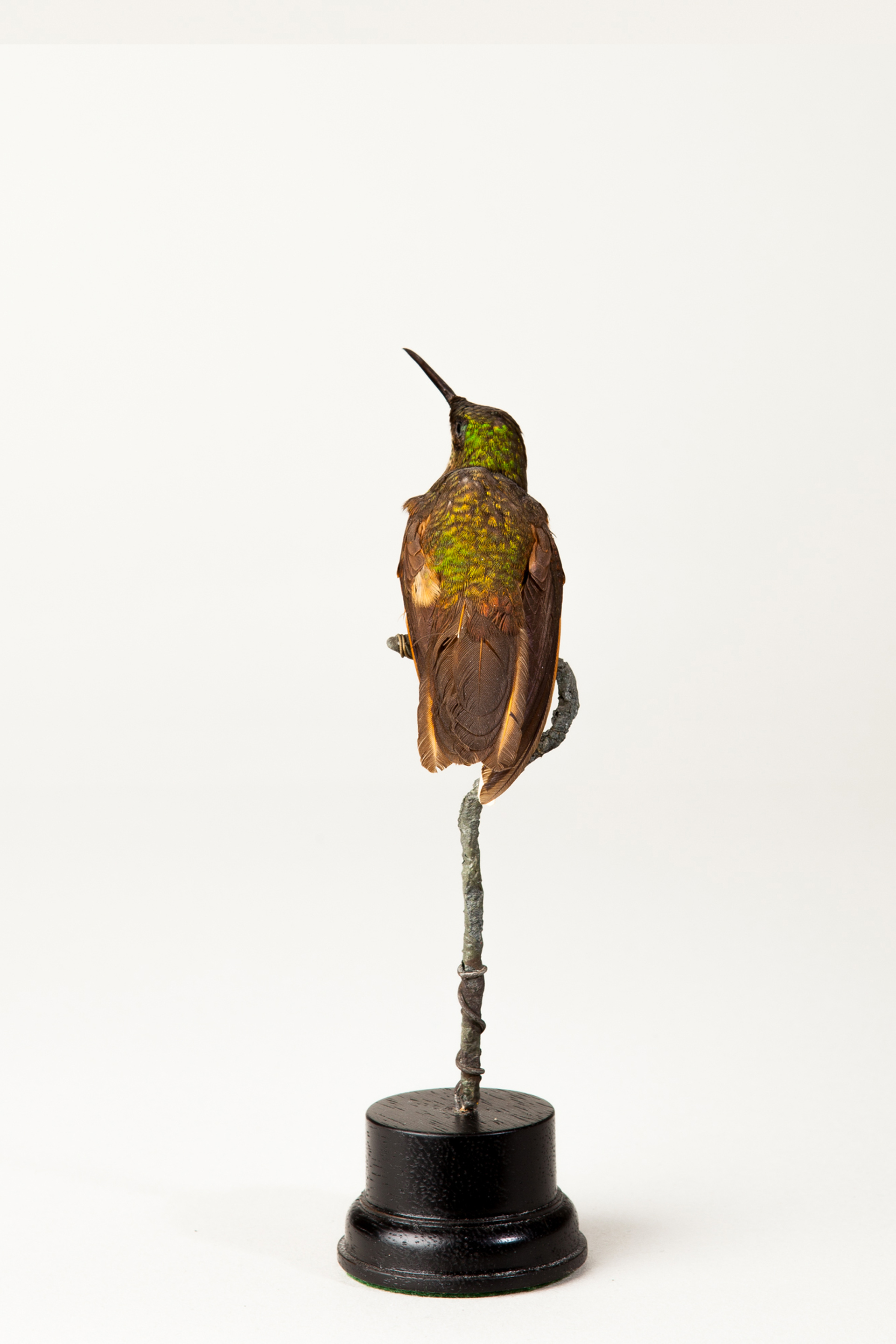 Taxidermy Tooth-billed hummingbird