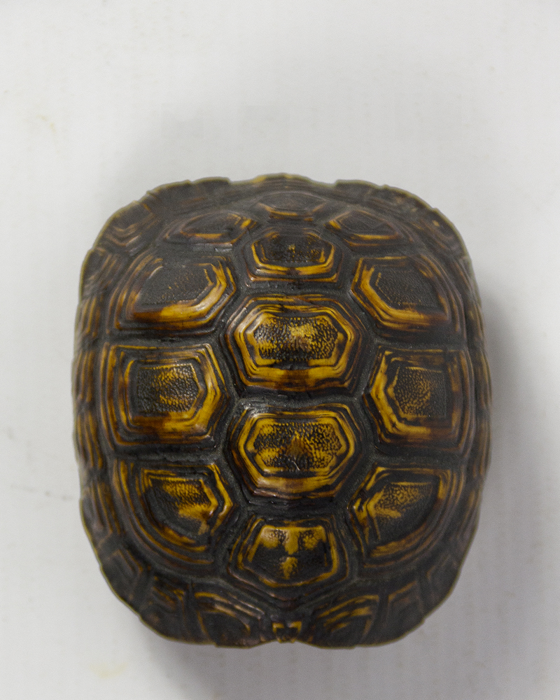 Taxidermy Tortoise