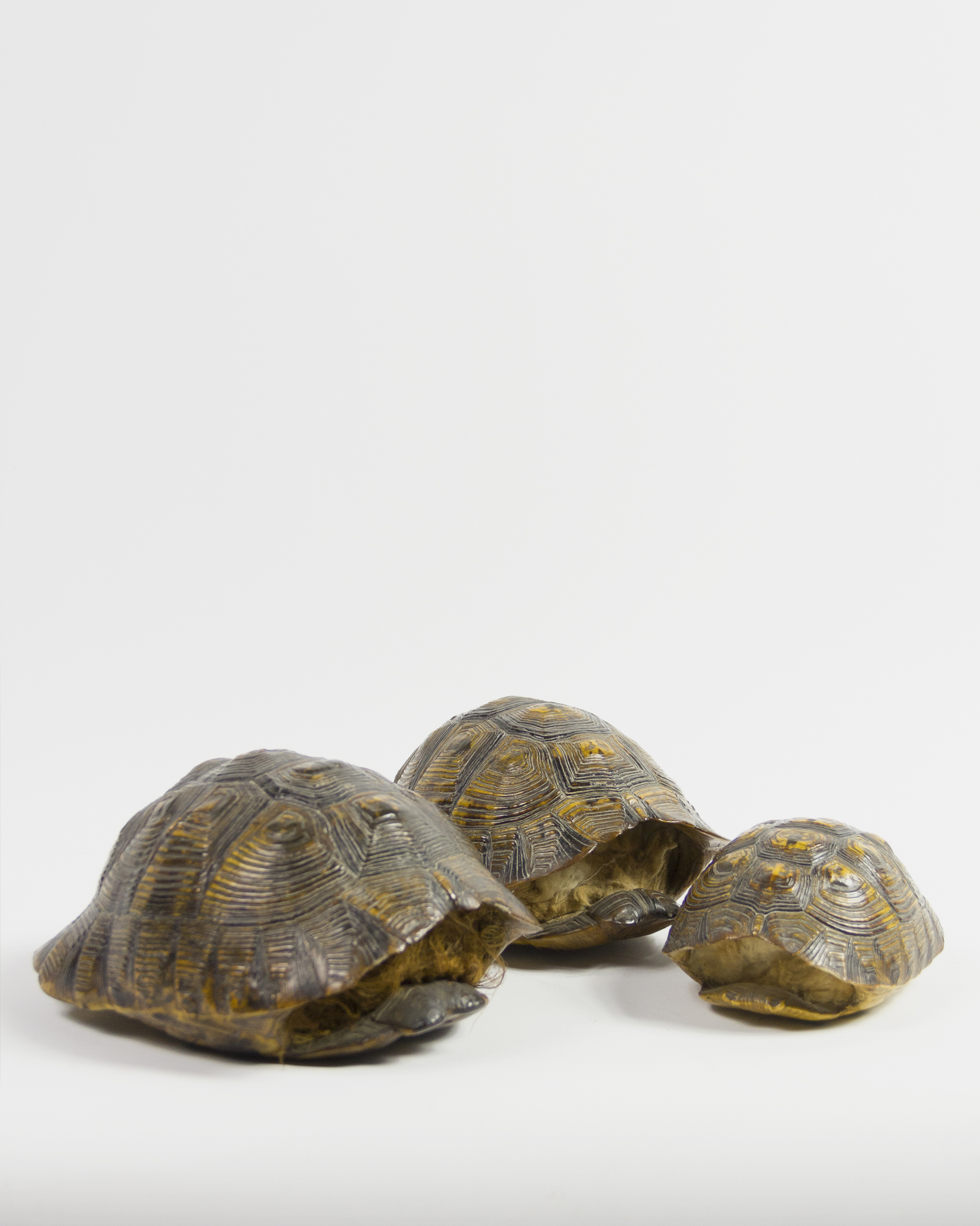 Tortoise Shells