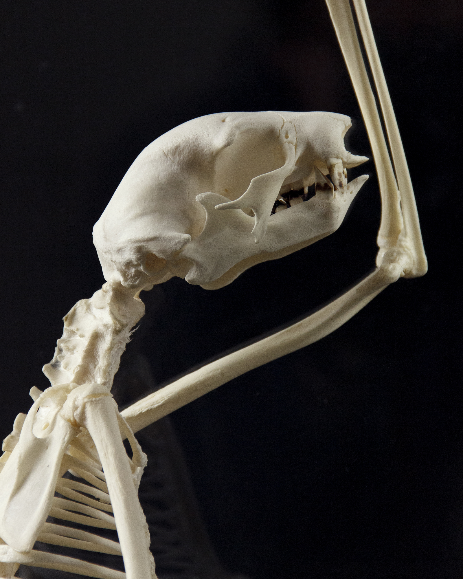 Two-toed sloth skeleton