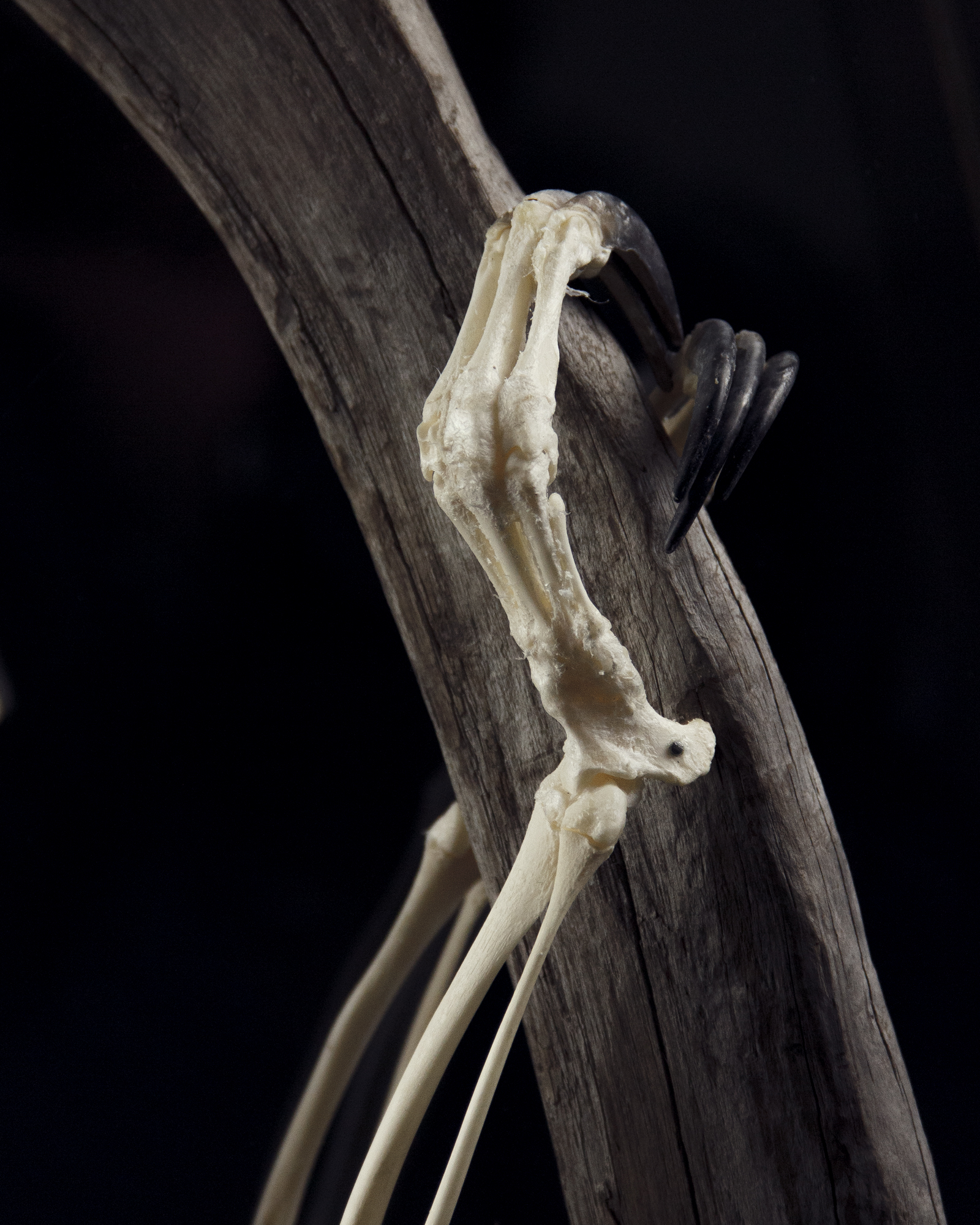 Two-toed sloth skeleton