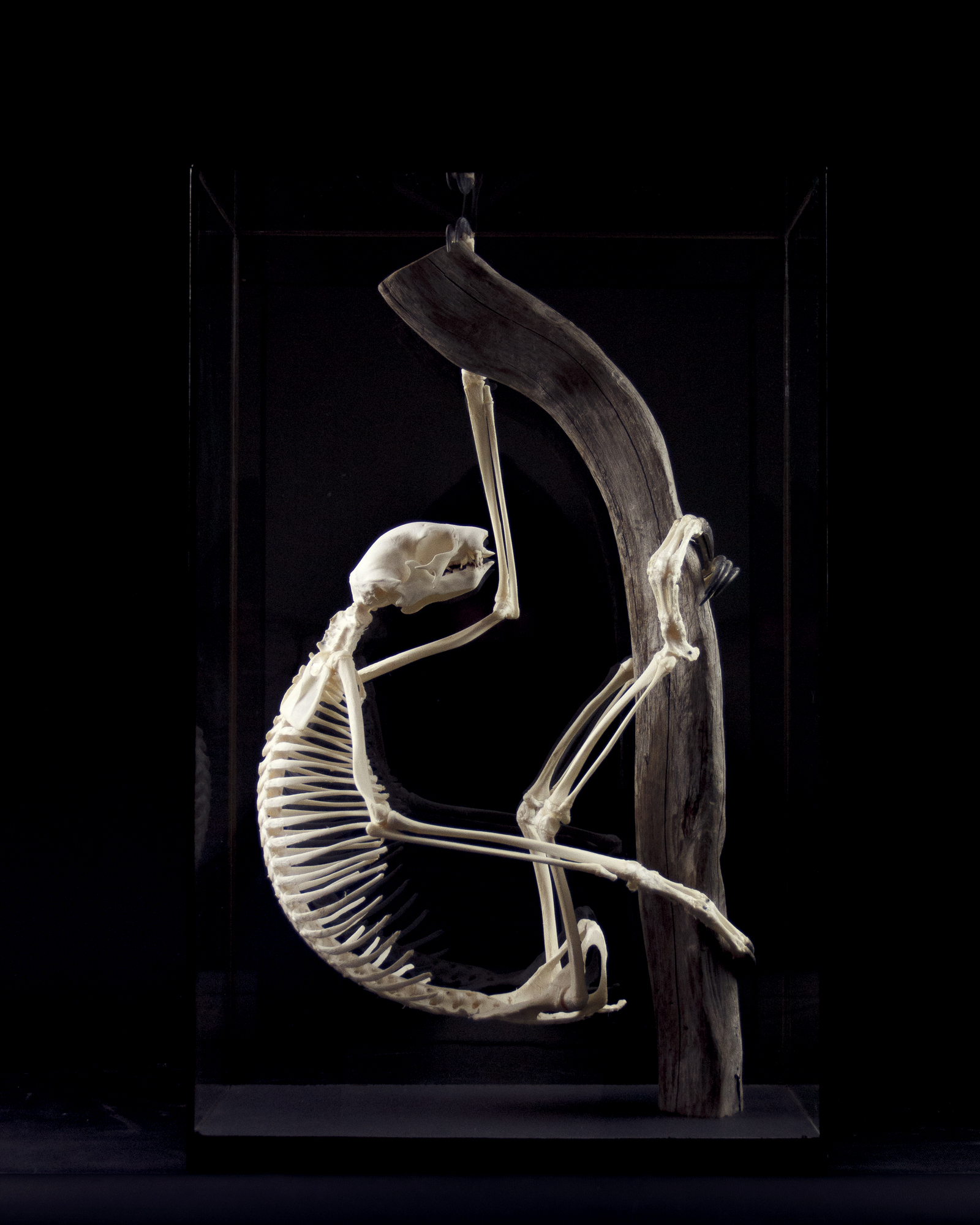 Two-toed sloth skeleton