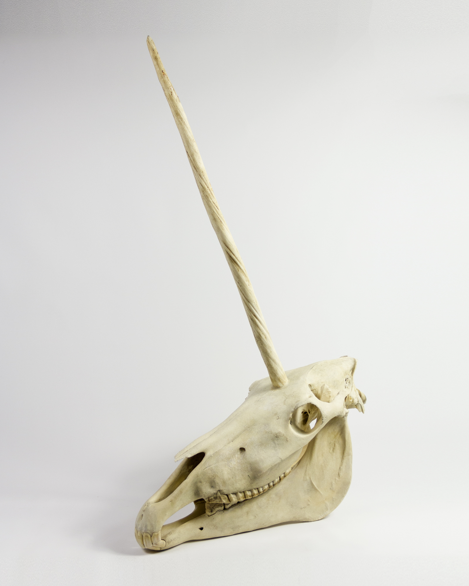 Taxidermy Unicorn Skull