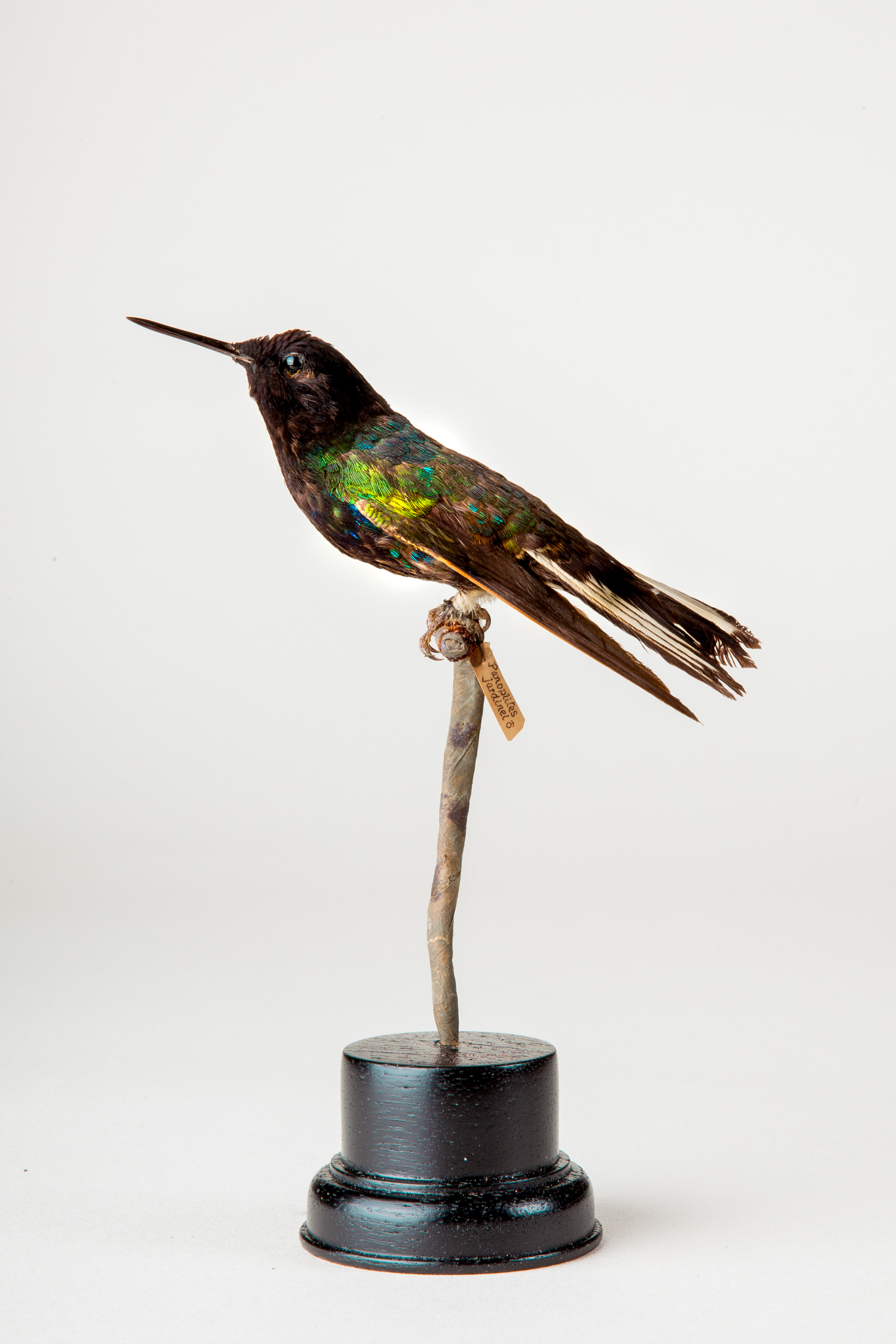 Taxidermy Velvet-purple coronet