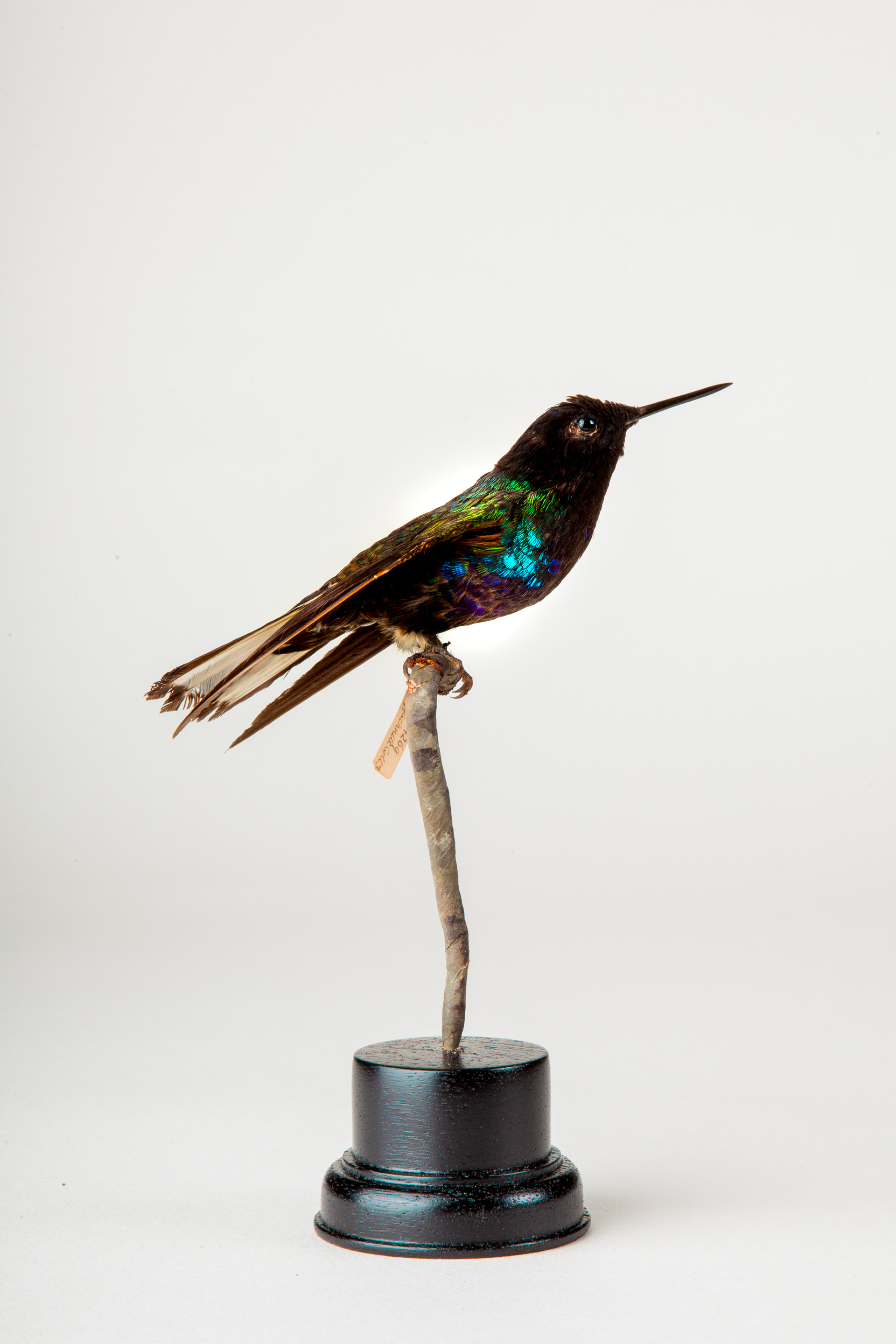 Taxidermy Velvet-purple coronet