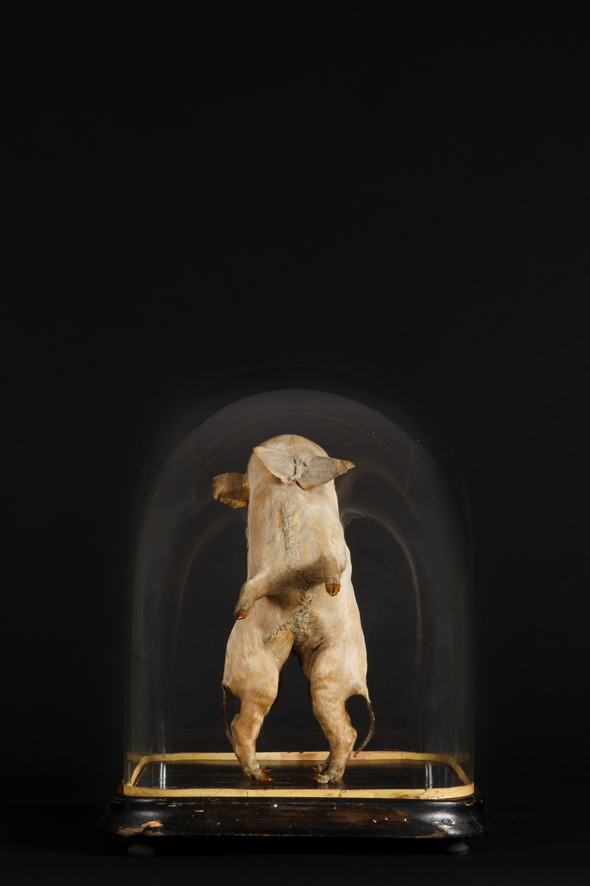 Taxidermy A Victorian Deformed Piglet