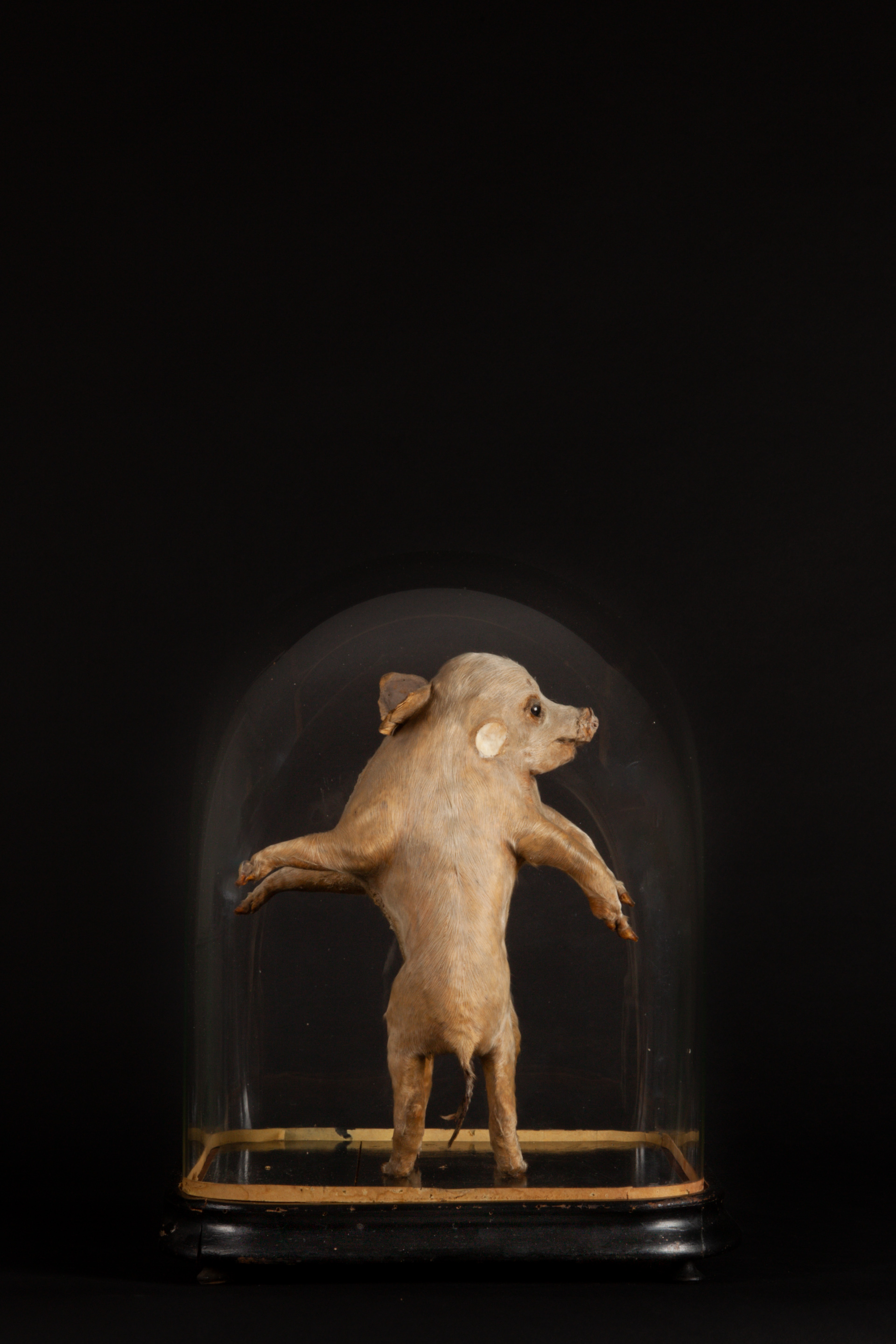 Taxidermy A Victorian Deformed Piglet