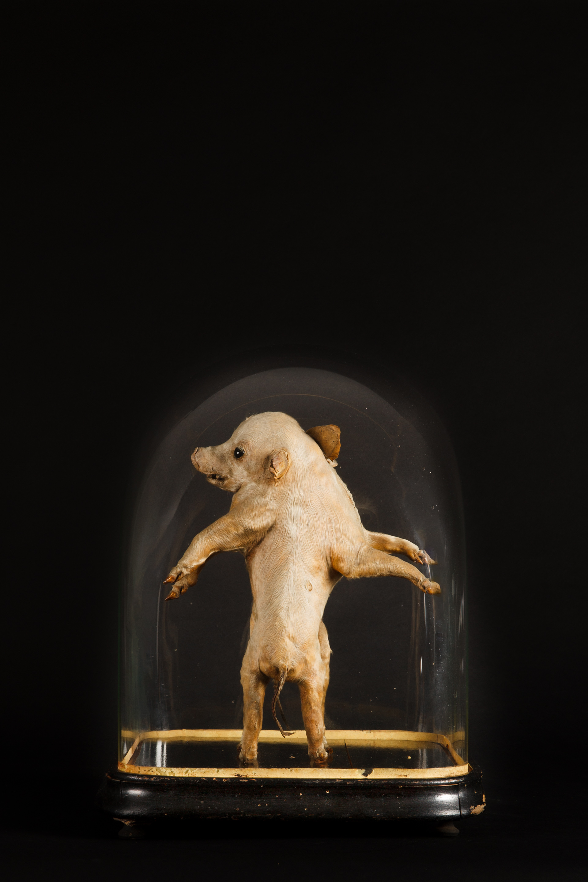 Taxidermy A Victorian Deformed Piglet
