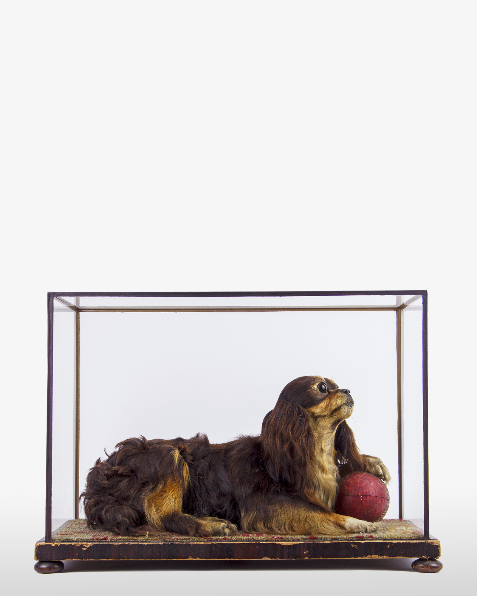 Taxidermy Victorian Spaniel