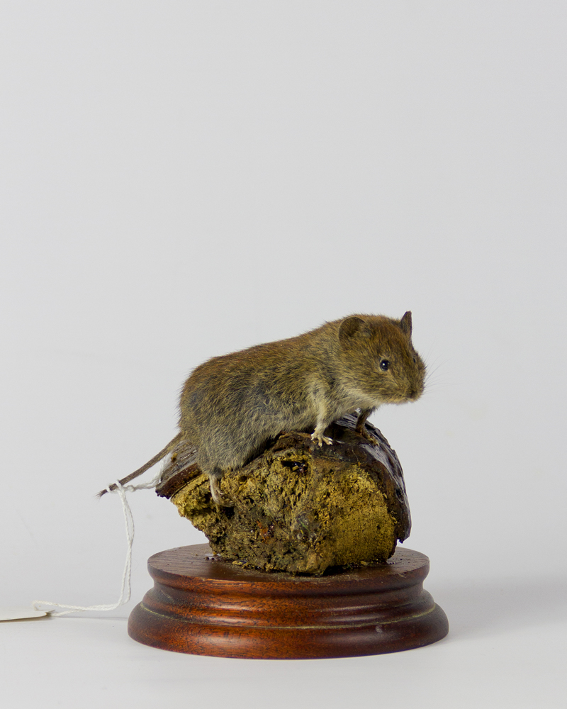 Taxidermy Vole