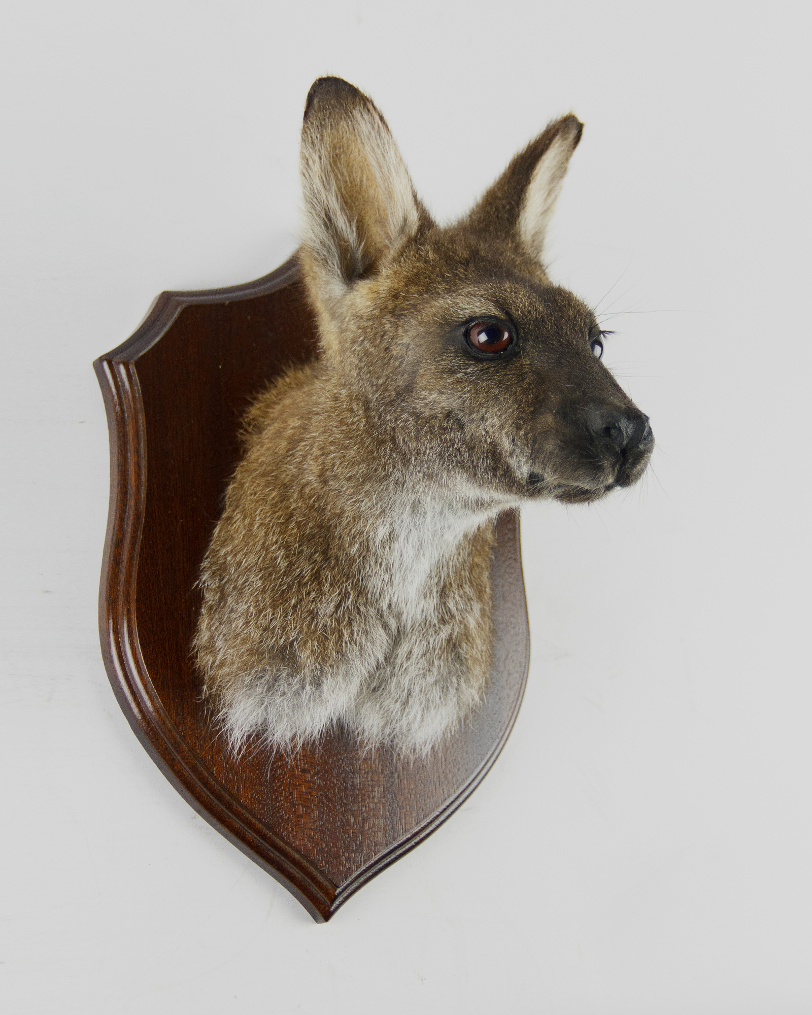 Taxidermy Bennett's Wallaby head