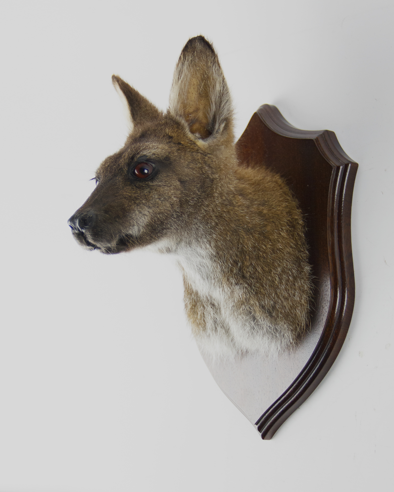 Taxidermy Bennett's Wallaby head