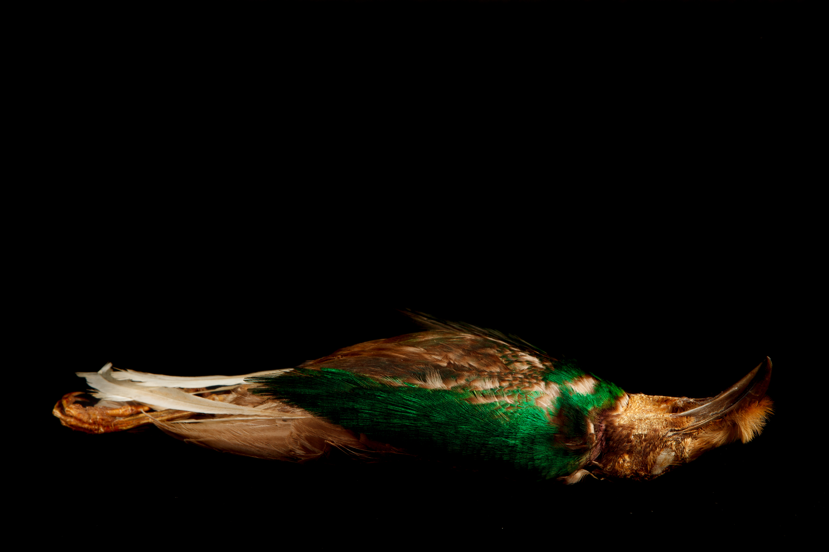 Taxidermy Wallace's Standardwing