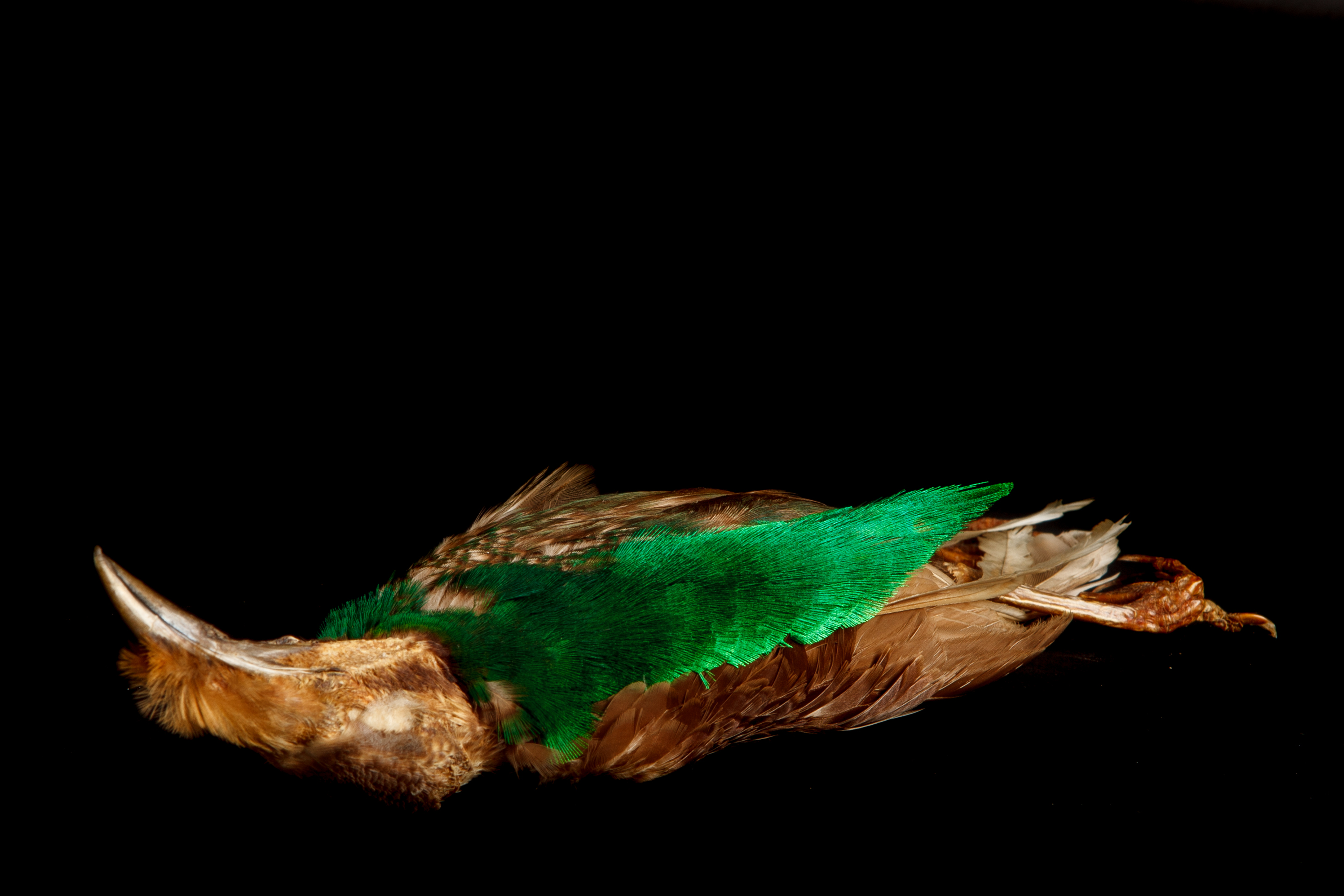 Taxidermy Wallace's Standardwing