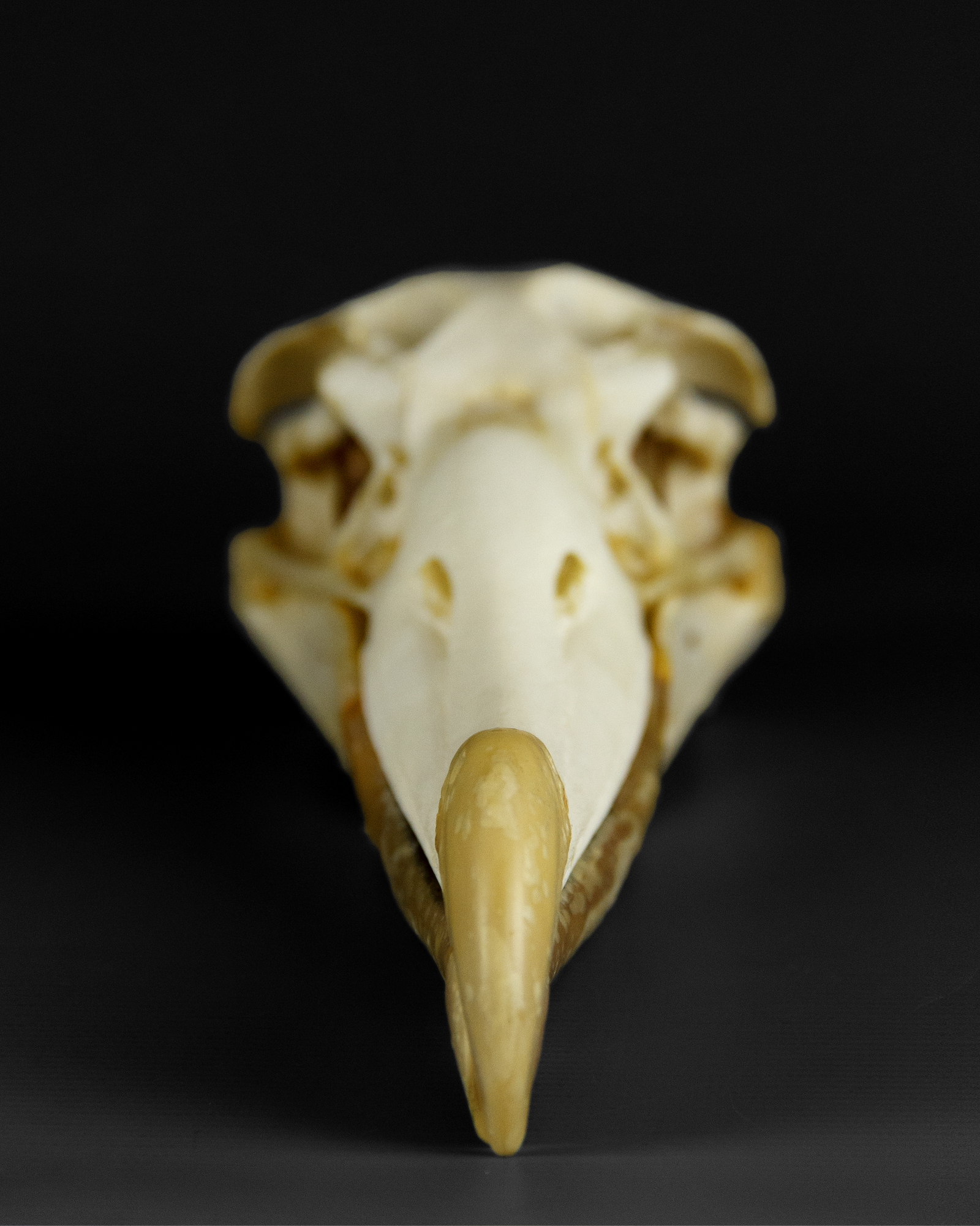 Wandering Albatross Skull