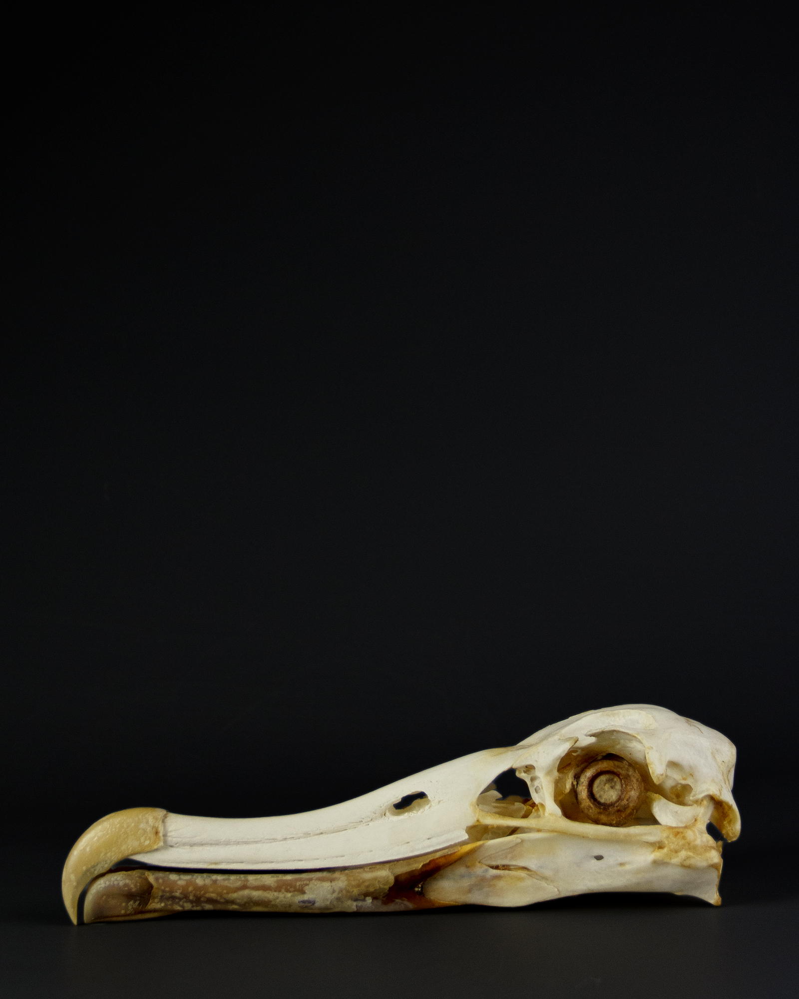 Wandering Albatross Skull