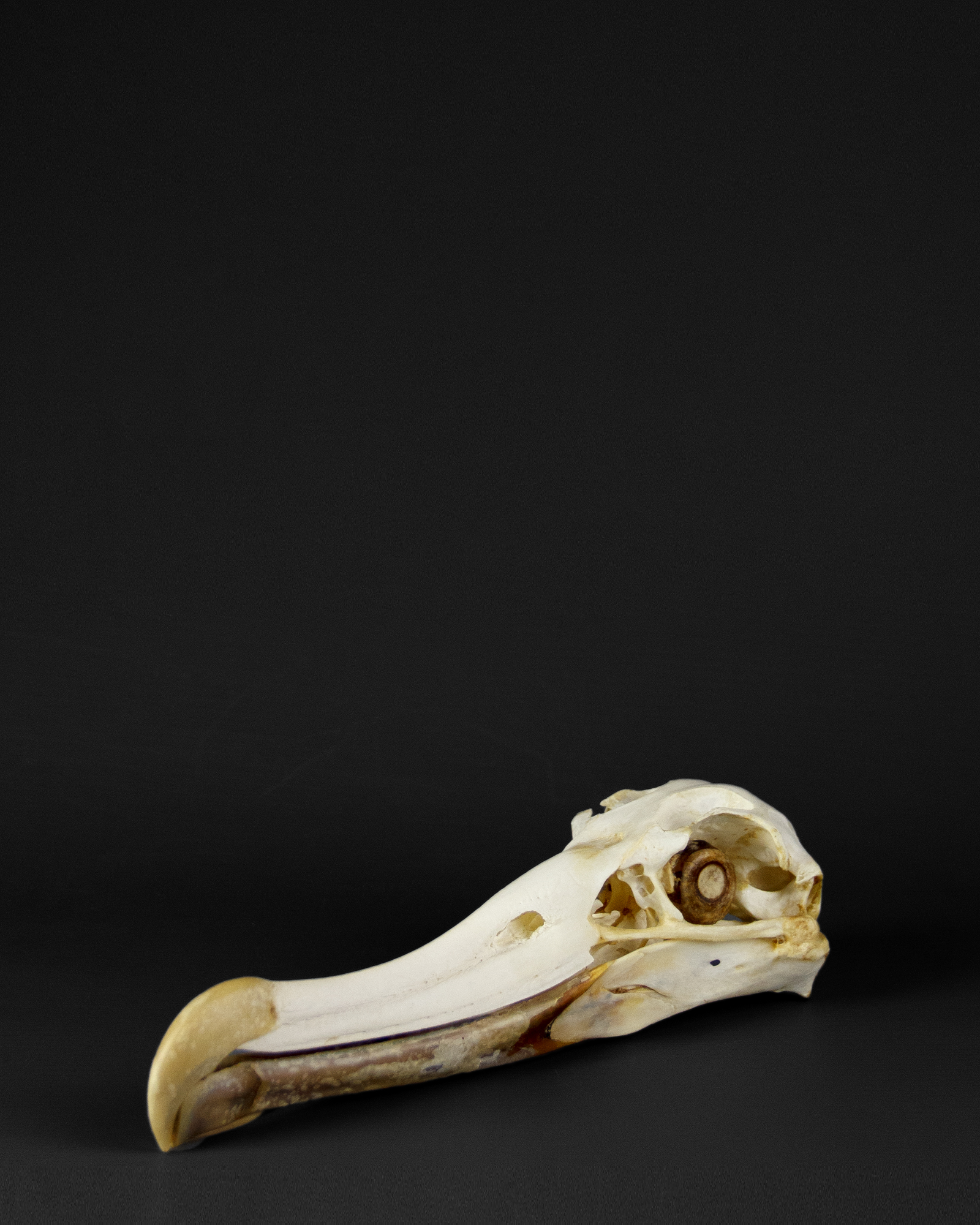 Wandering Albatross Skull