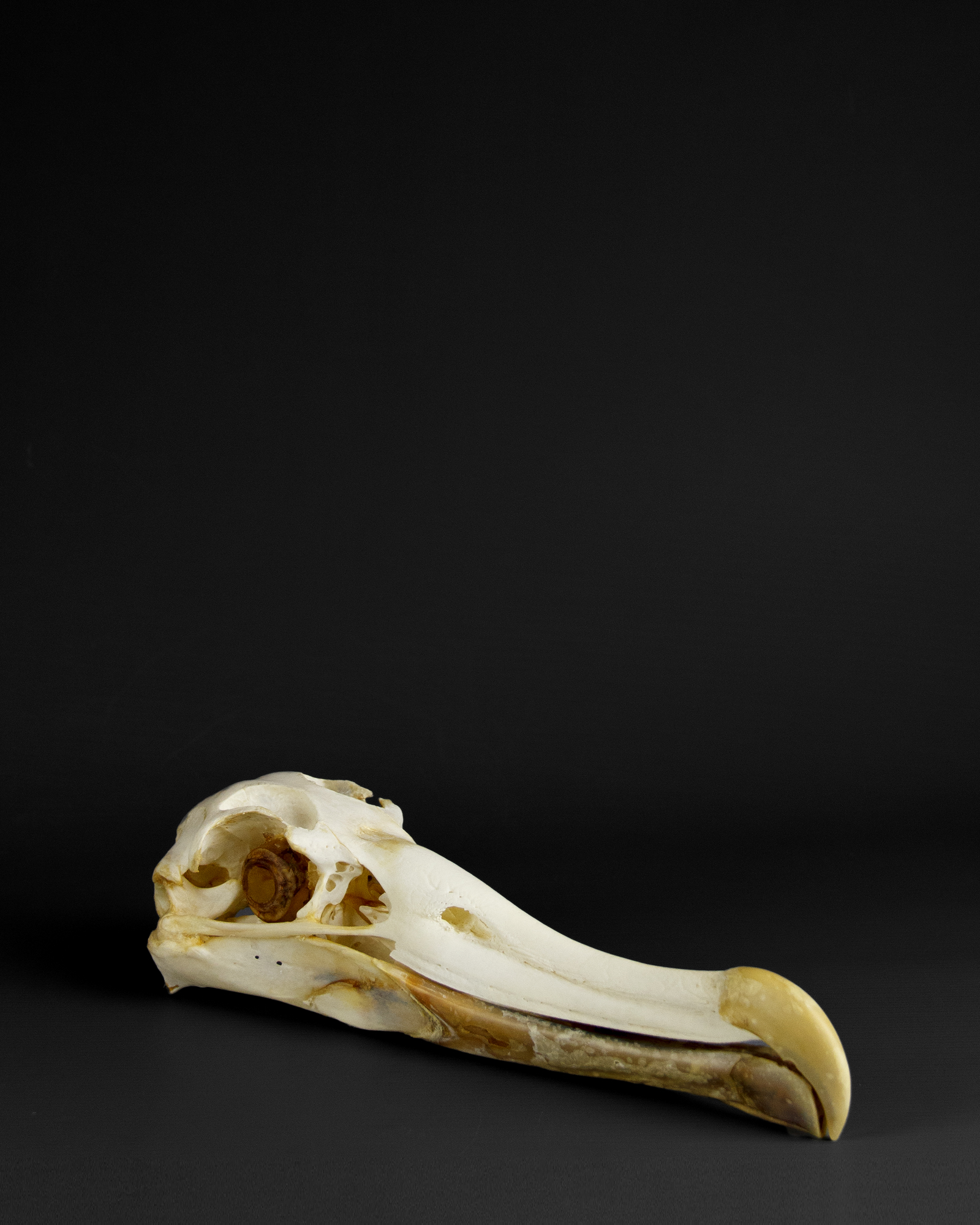 Wandering Albatross Skull
